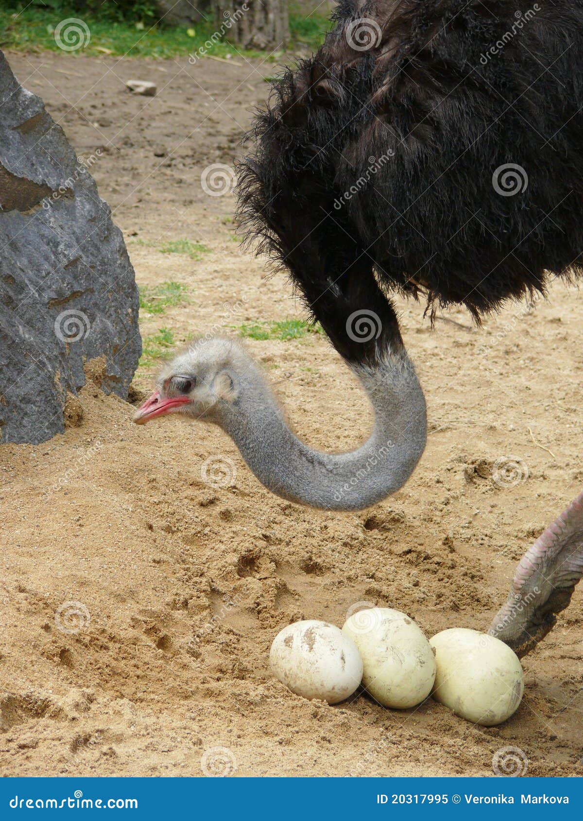 Struisvogel met eieren stock afbeelding. Image of looppas - 20317995