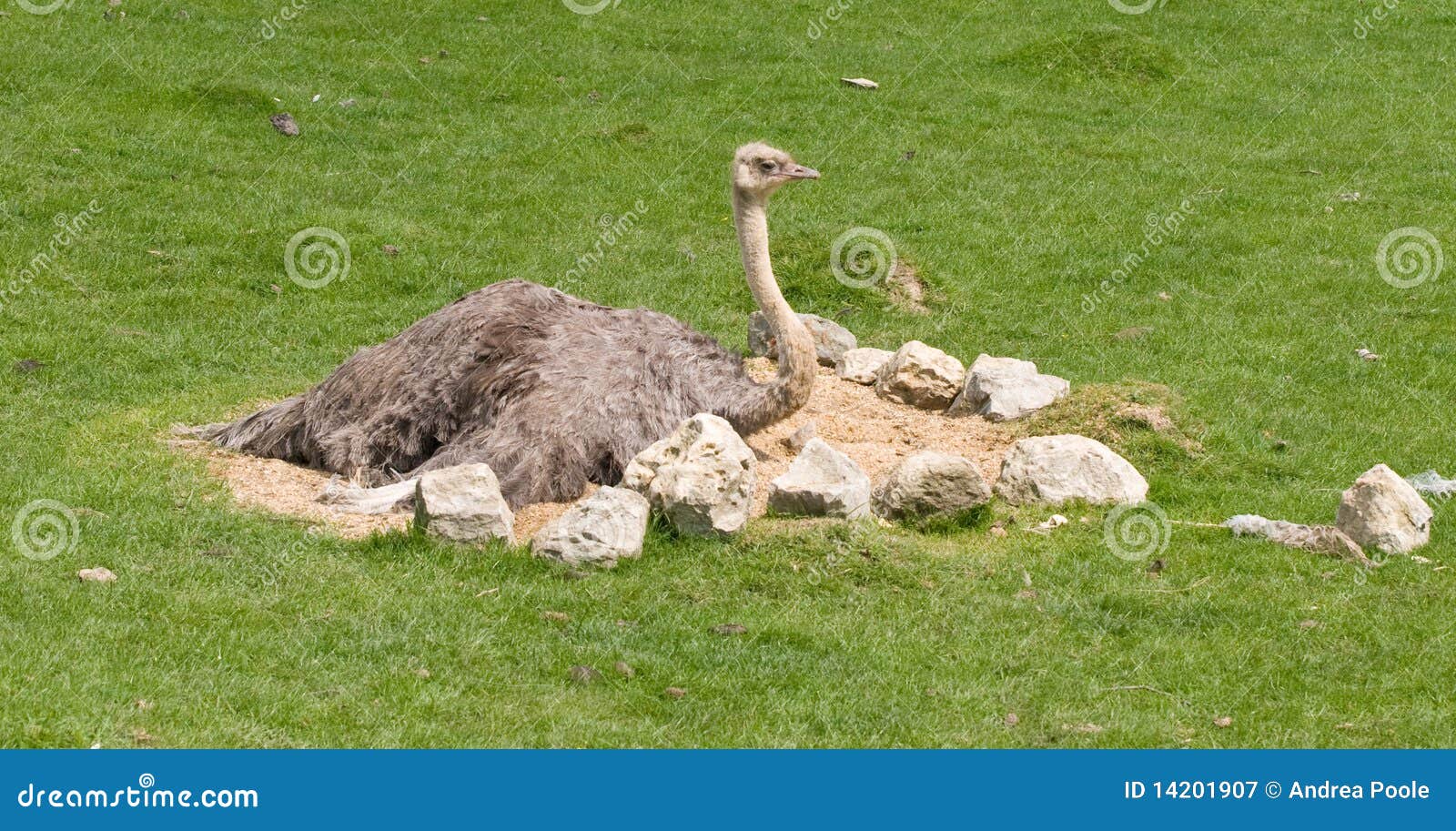 Struisvogel in Nest stock afbeelding. Image of nesten - 14201907