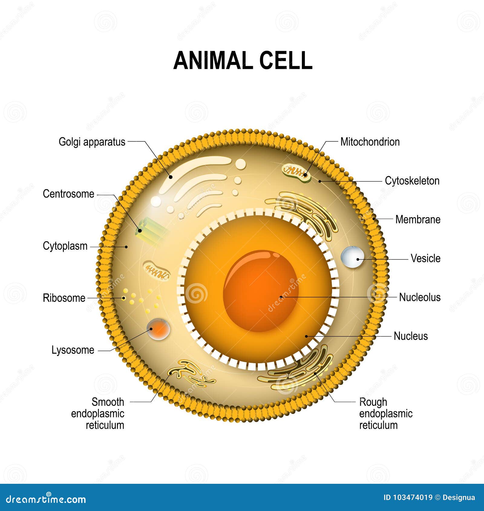 Struktur av en typisk cell vektor illustrationer. Illustration av ...