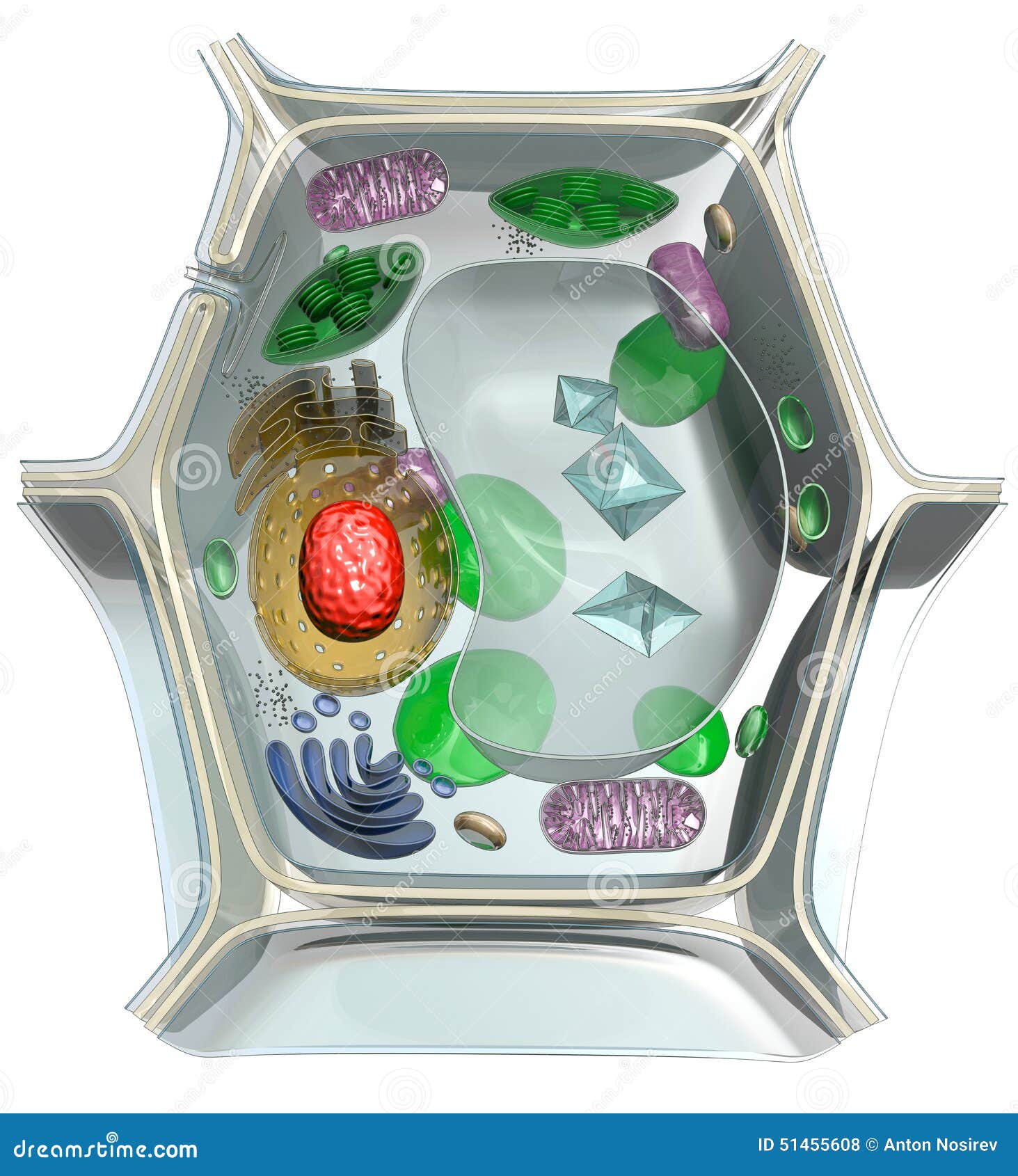 Struktur Av En Vegetal Cell Stock Illustrationer - Illustration av ...