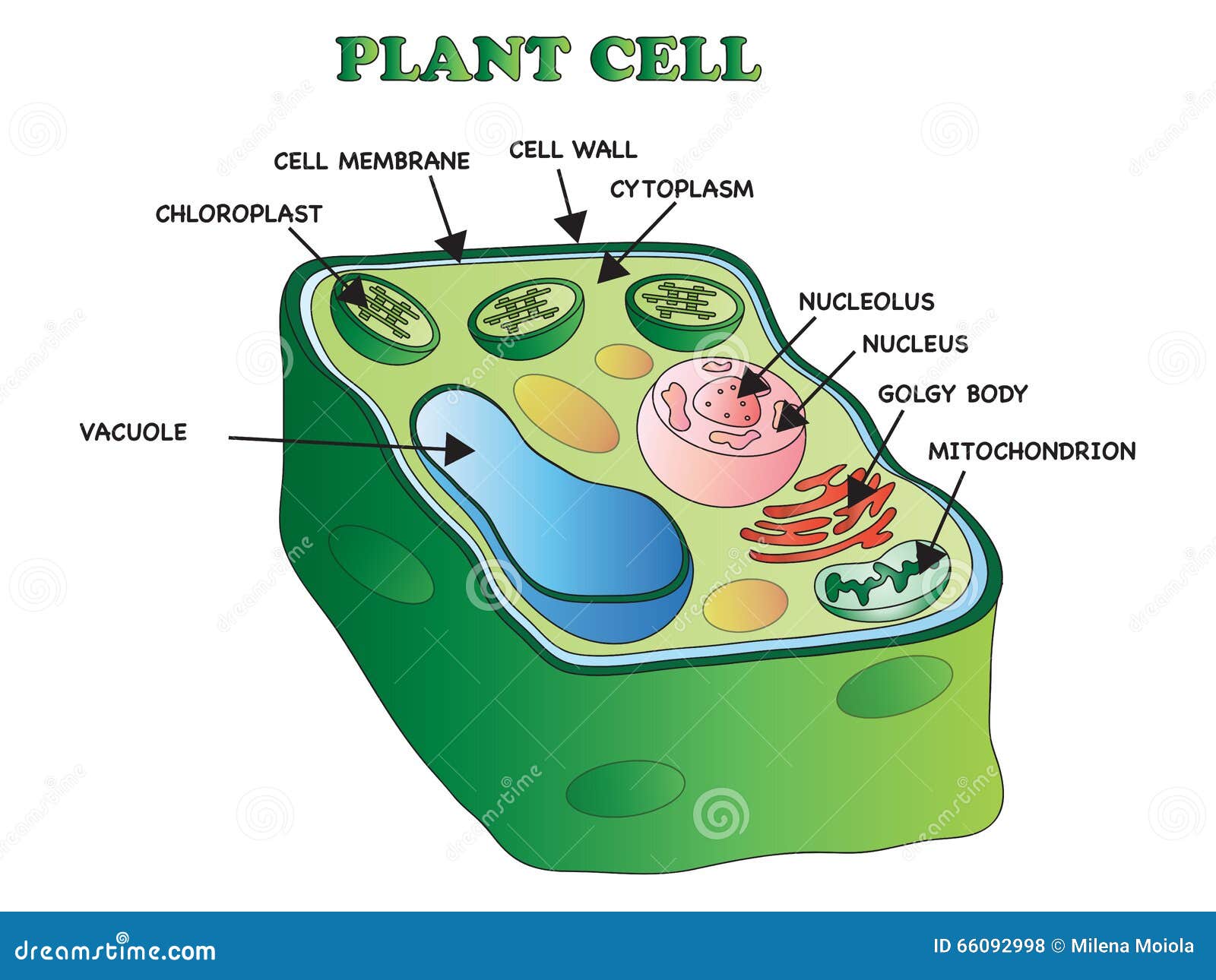 Struktur Av En Vegetal Cell Stock Illustrationer - Illustration av ...