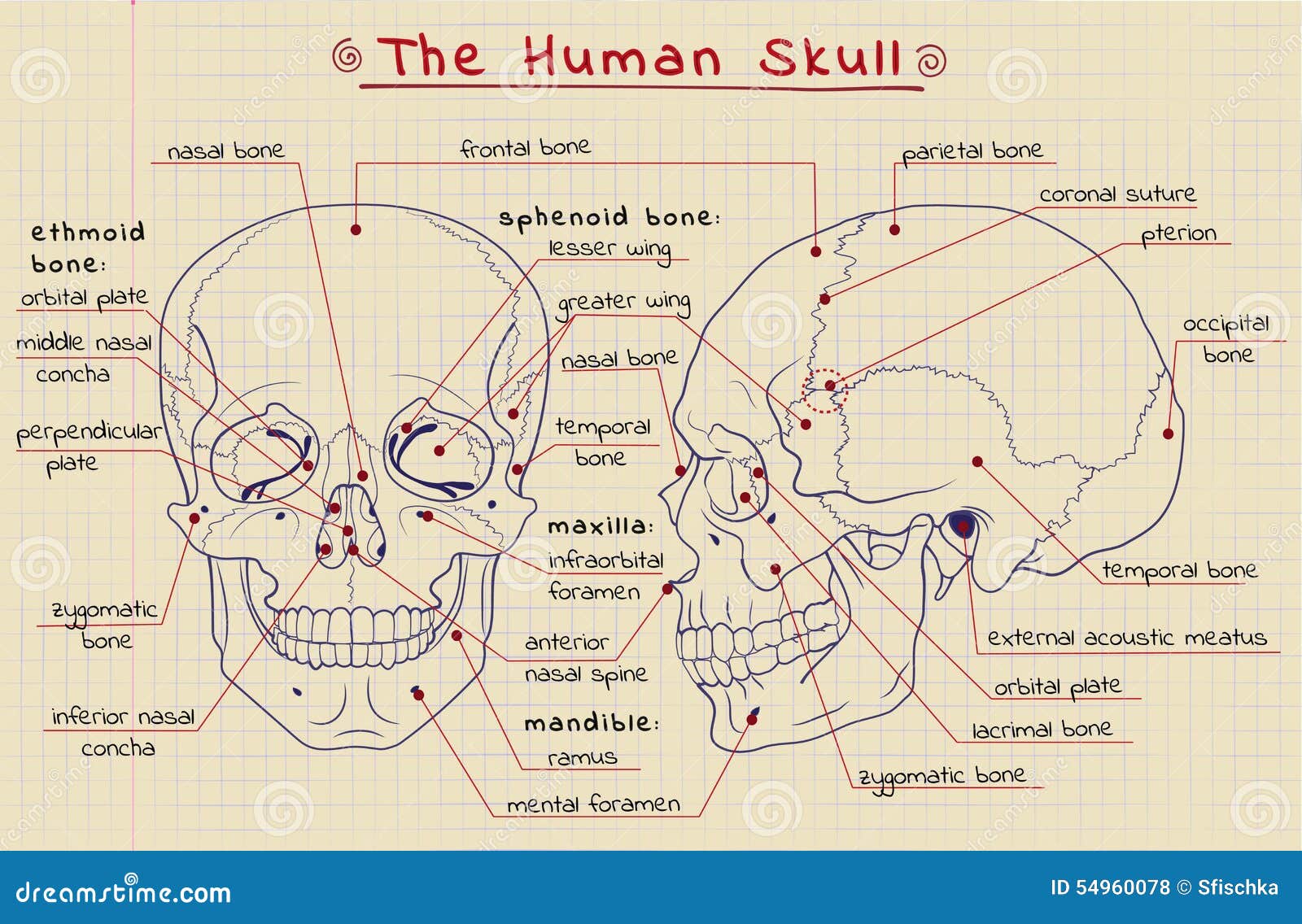 Struktur av skallen vektor illustrationer. Illustration av lära - 54960078