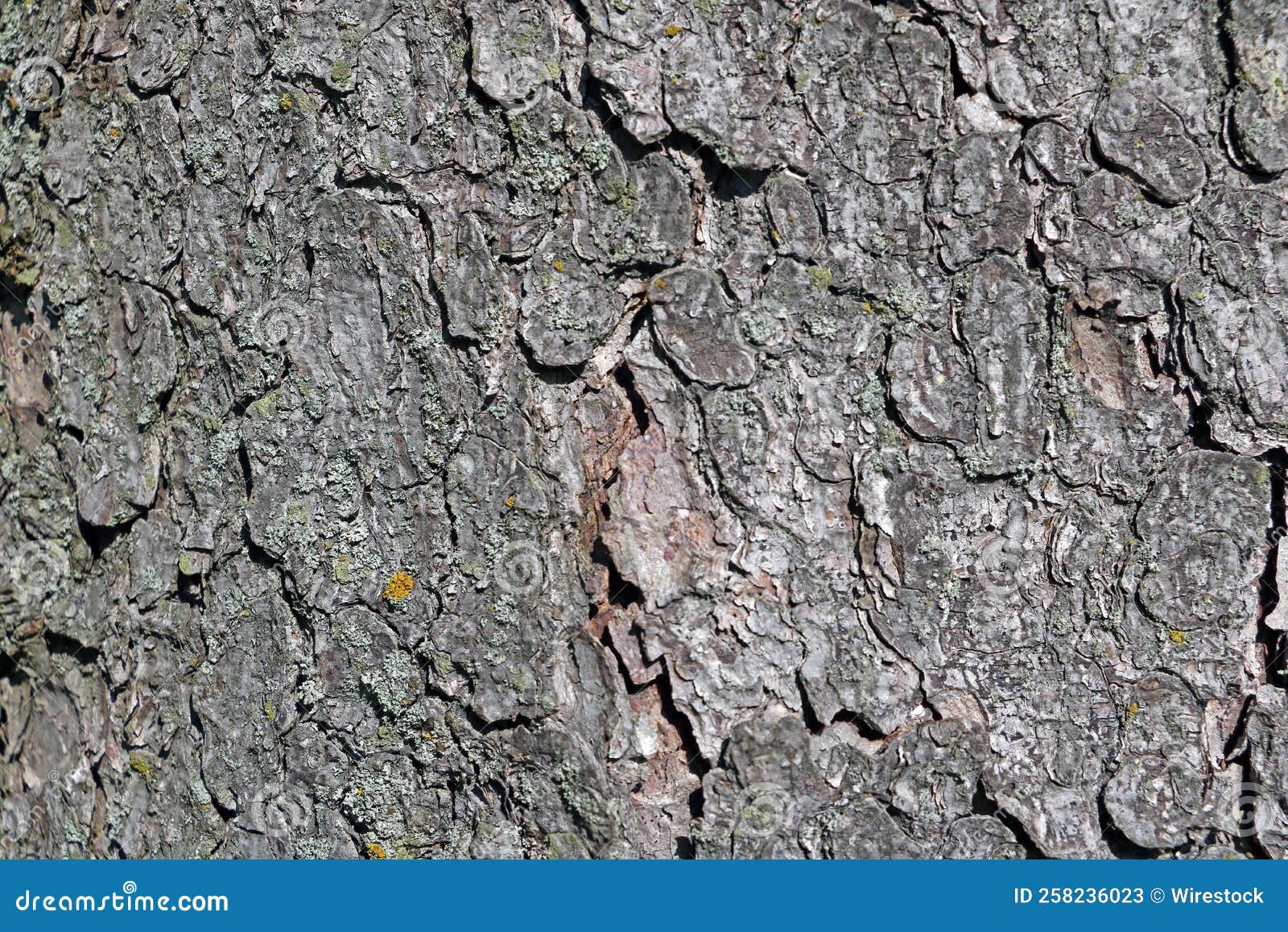 Struktur Der Rinde Eines Baumstamms Im Wald Stockbild - Bild von ...