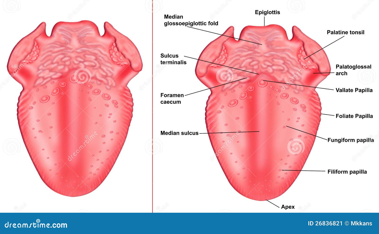 Struktur der Zunge stock abbildung. Bild von epiglottis - 26836821