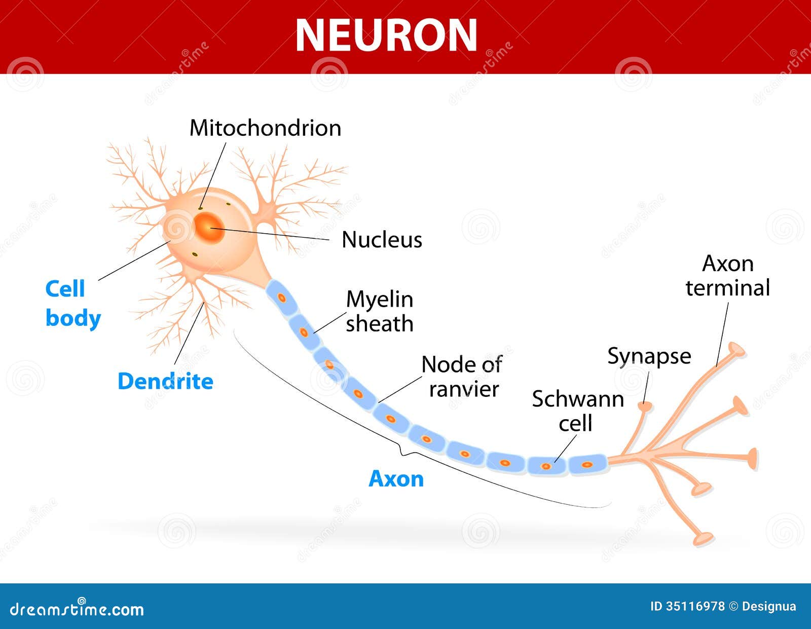 Struktur Eines Typischen Neurons Vektor Abbildung - Illustration von ...