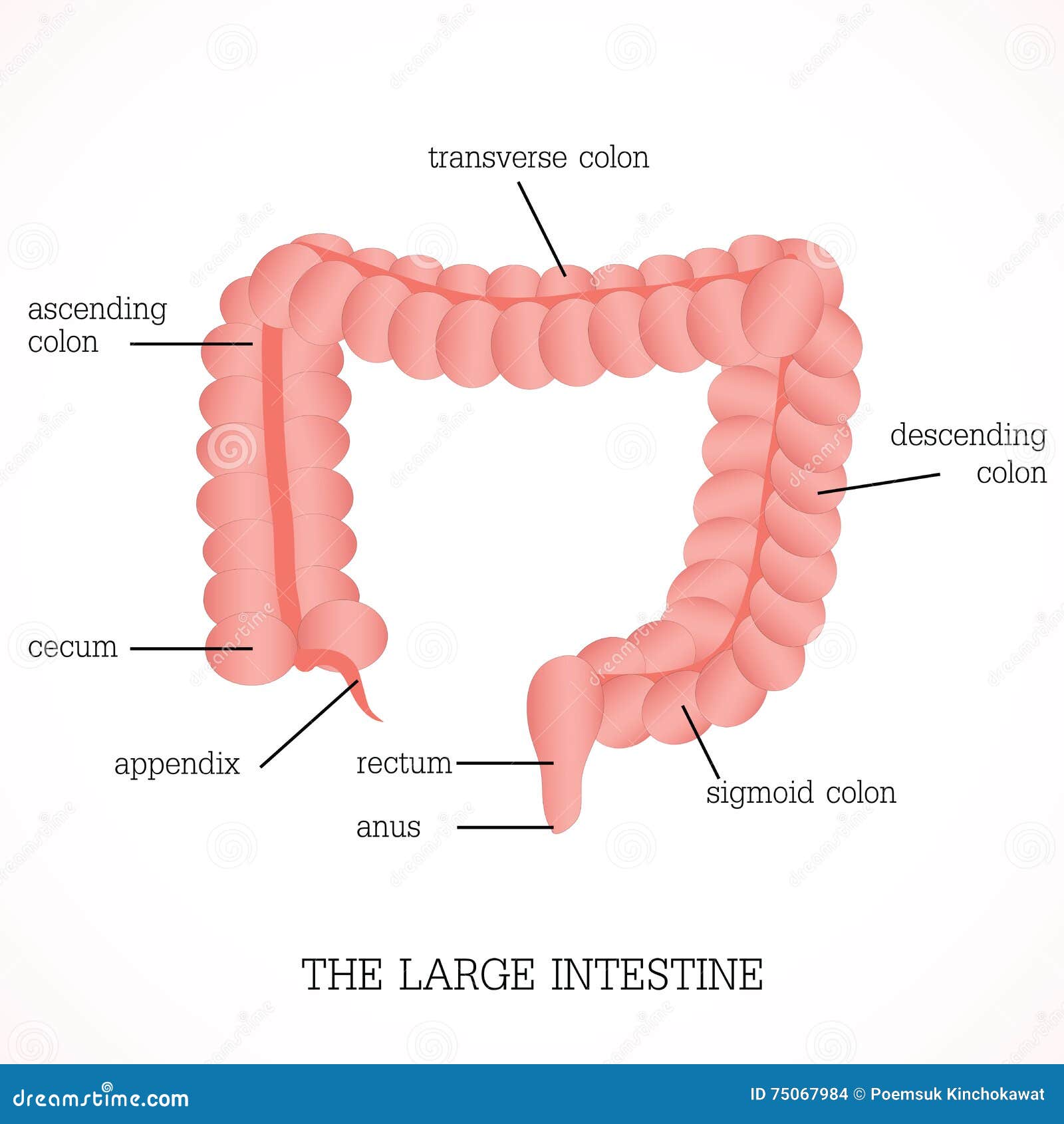 Struktur Und Funktion Des Dickdarm Anatomiesystems Vektor Abbildung ...
