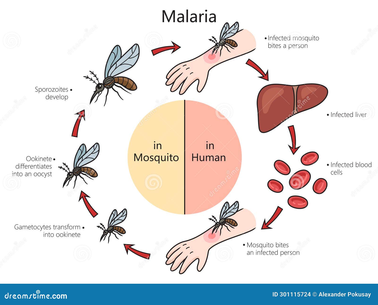 Strukturdiagramm Zu Malaria Vektor Abbildung - Illustration von pädagogisch, medizinisch: 301115724