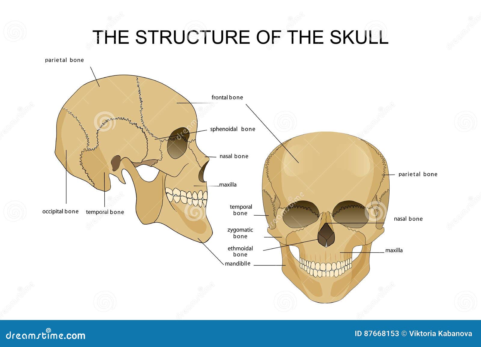 Strukturen av skallen vektor illustrationer. Illustration av pariös ...