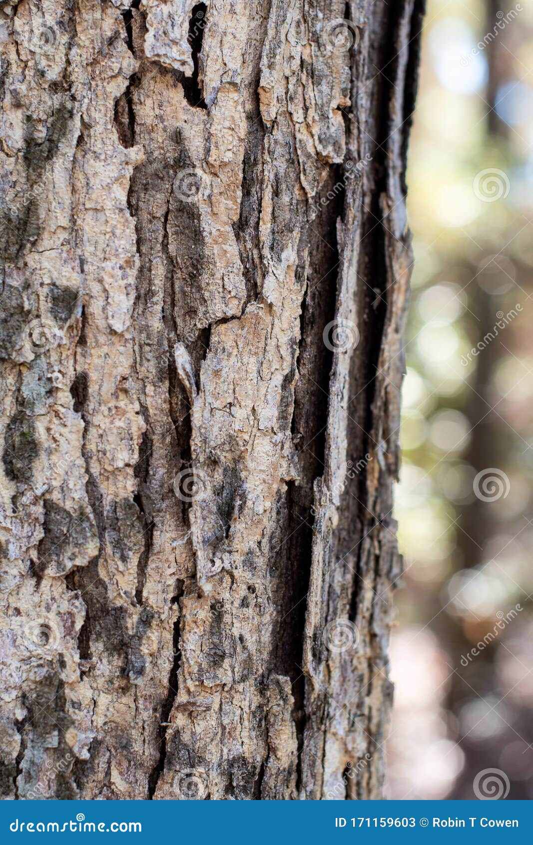 Strukturierte Rinde Eines Baum, Der Im Wald Stockbild - Bild von ...