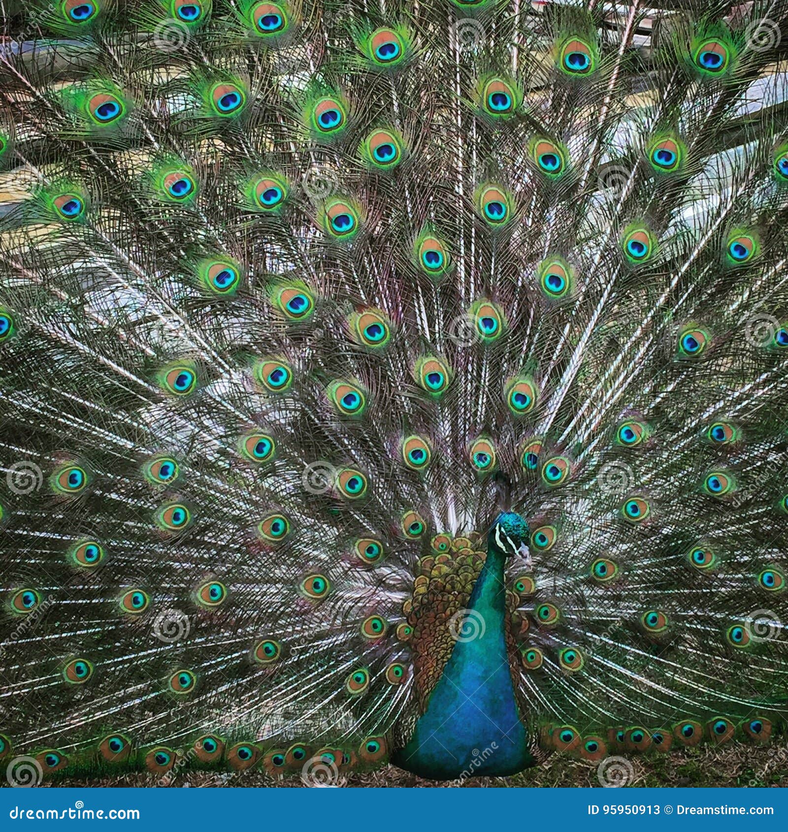 Strut stock image. Image of peacock, strut, bird, full - 95950913