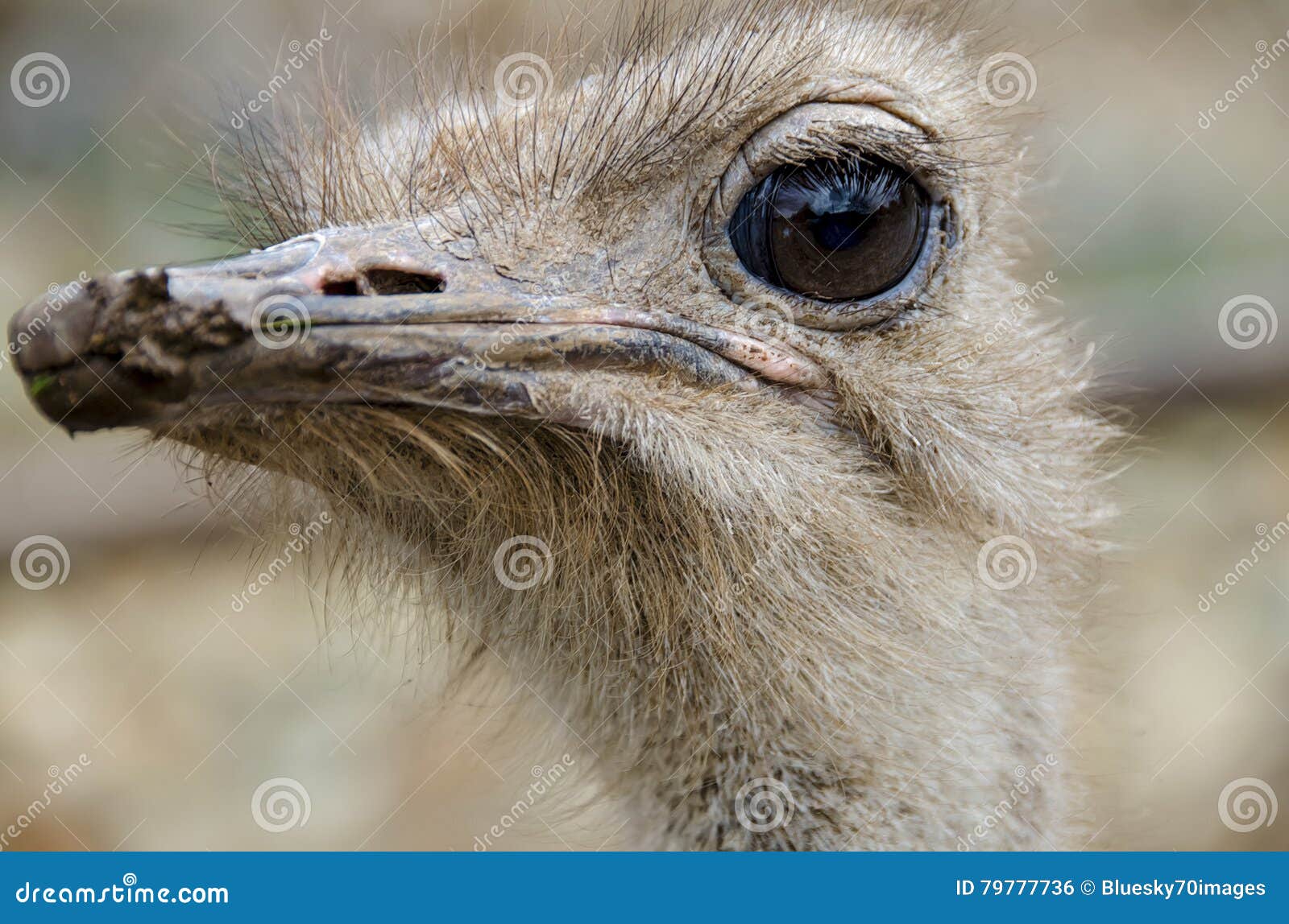 Struthio camelus fotografia stock. Immagine di femmina - 79777736