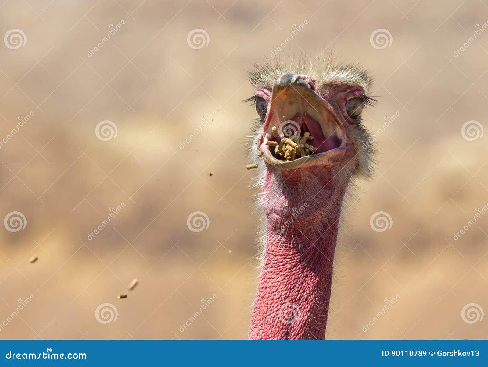 Testa Dello Struzzo Nella Sabbia Stock Images - 26 Photos