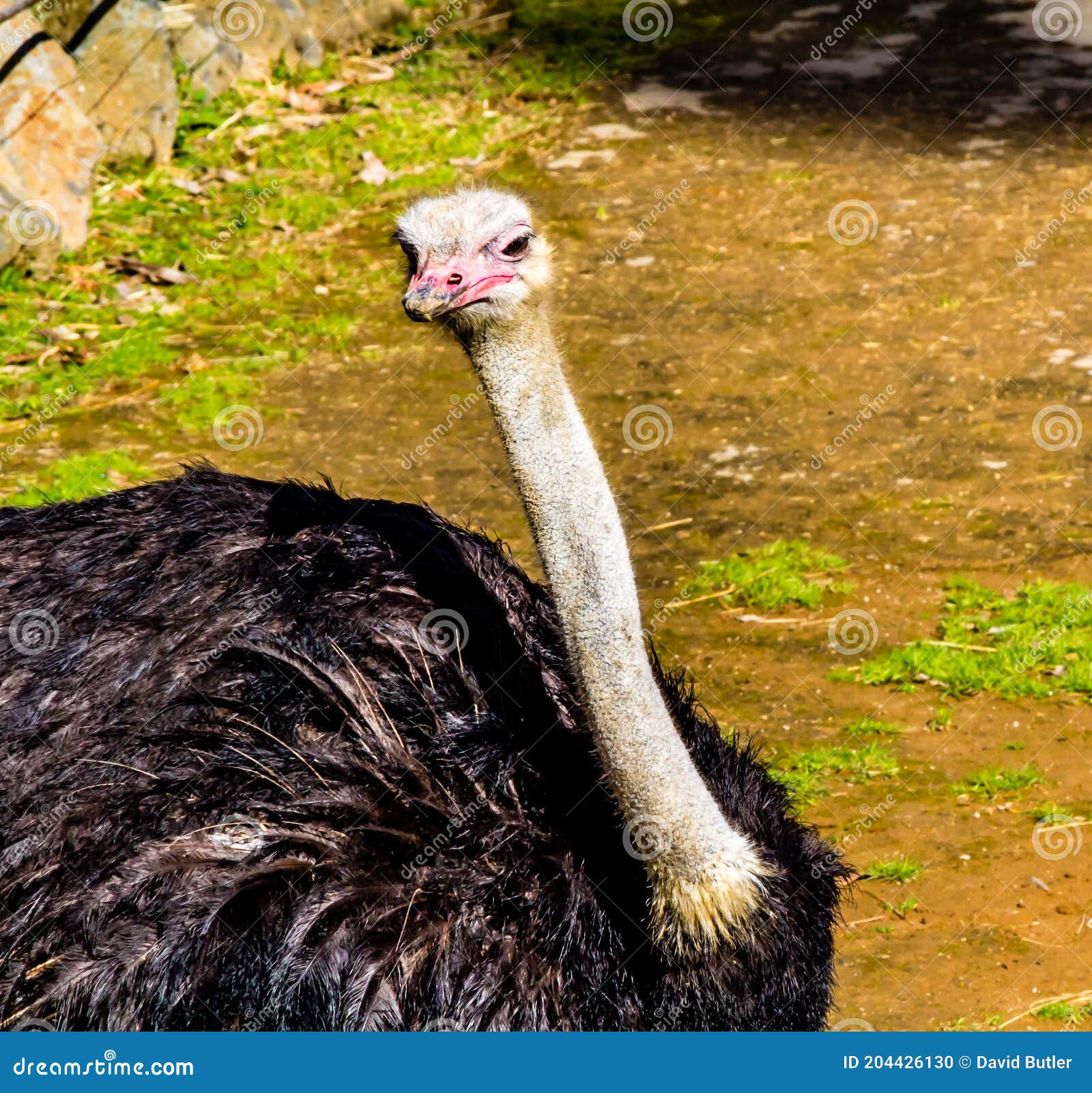 Ostrich Keeps a Waery Eye Out.. Auckland Zoo Auckland New Zealand Stock ...