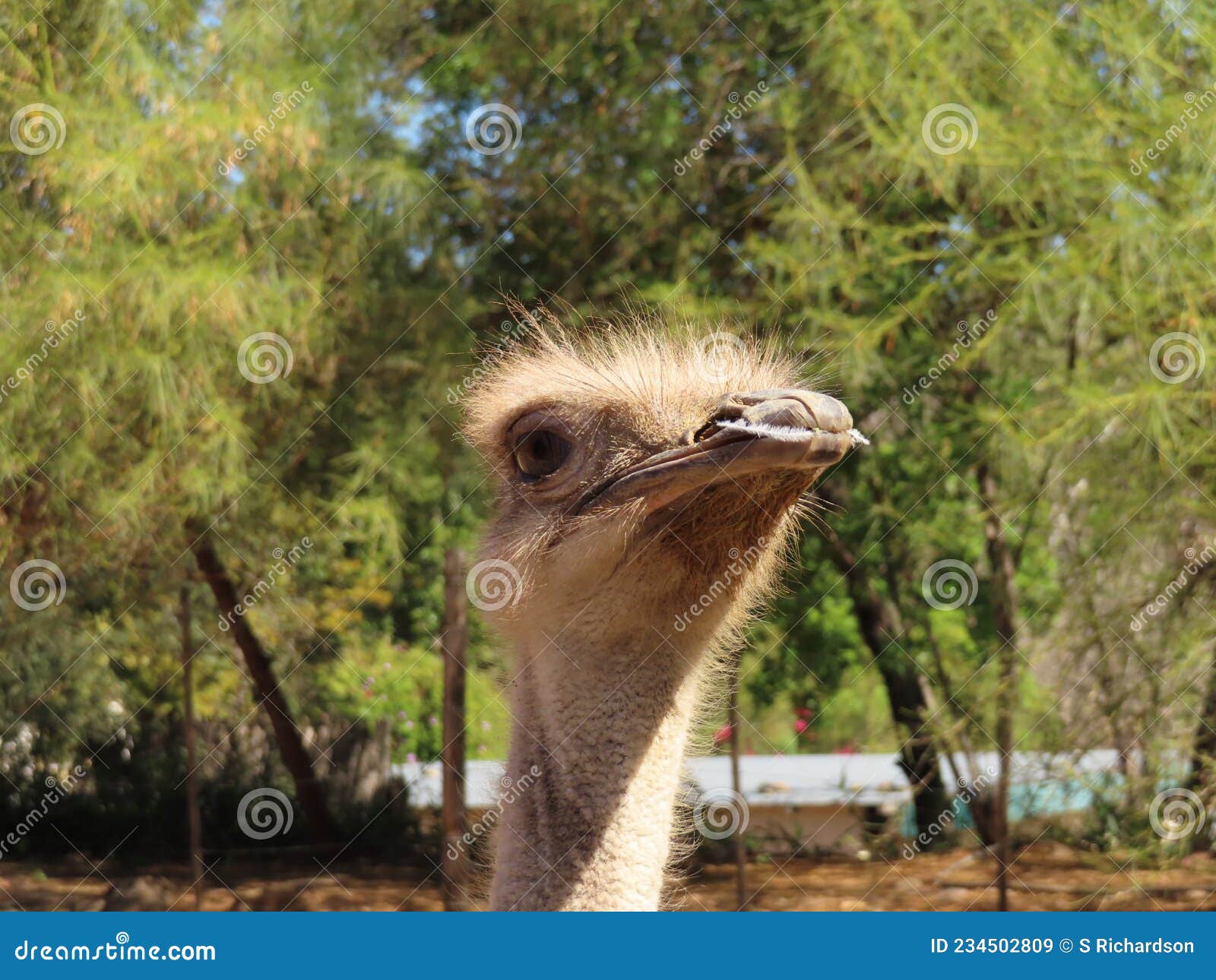 Ostrich - Close Up at Cango Stock Image - Image of farm, ostrich: 234502809