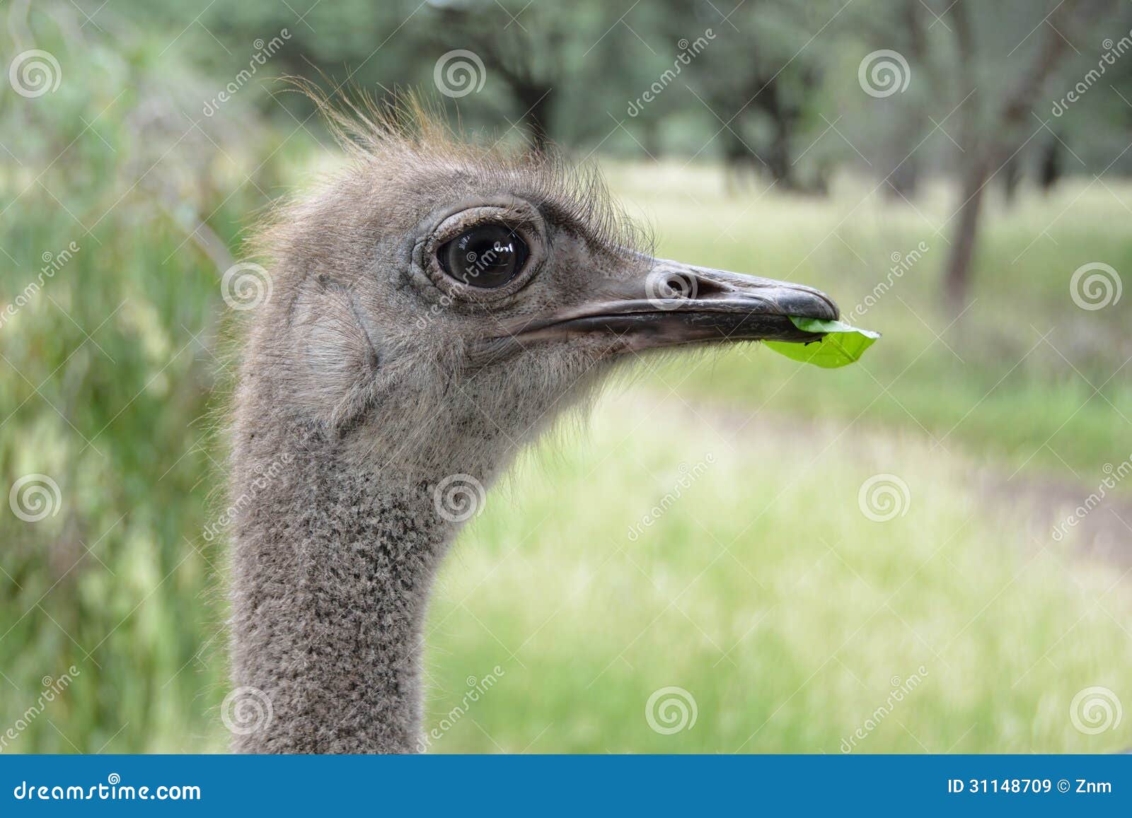 Struts fotografering för bildbyråer. Bild av reserv, kvinnlig - 31148709