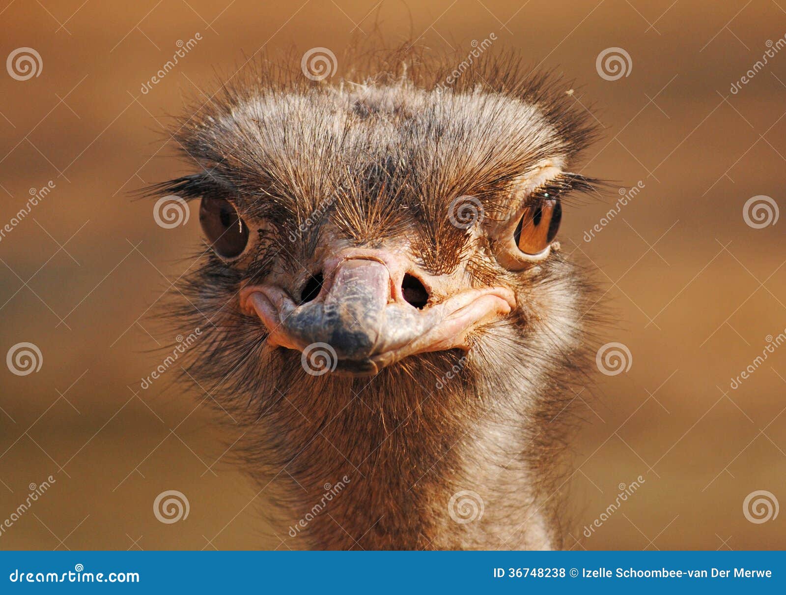 Struts arkivfoto. Bild av taget, funnet, södra, struts - 36748238