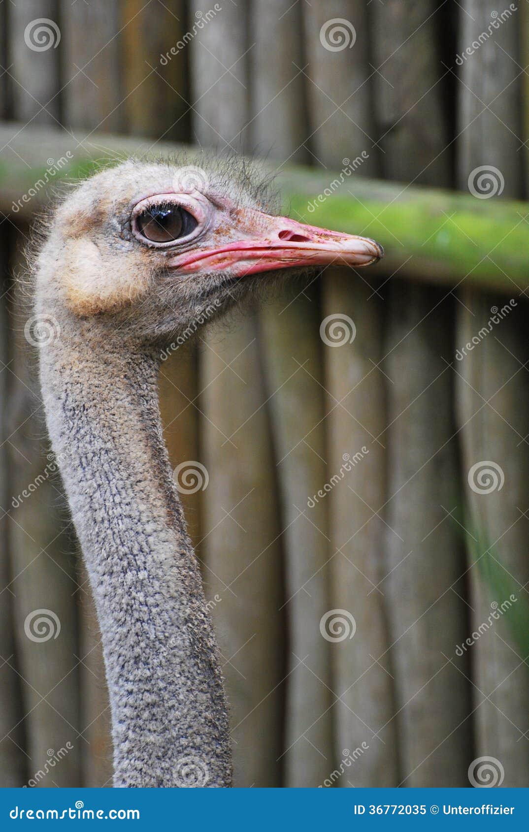 Struts fotografering för bildbyråer. Bild av flyg, skapad - 36772035