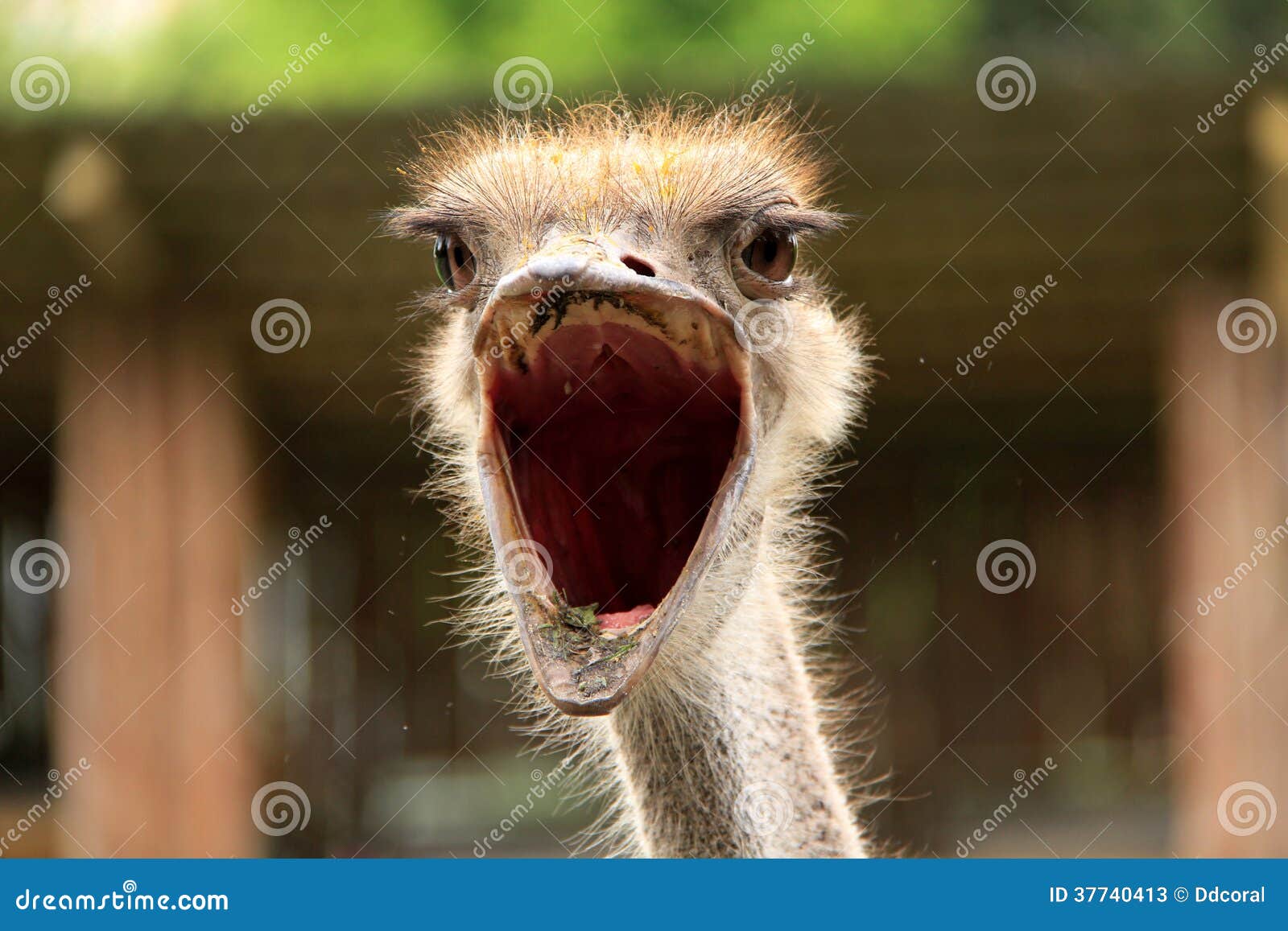 Struts fotografering för bildbyråer. Bild av skrik, zoologi - 37740413