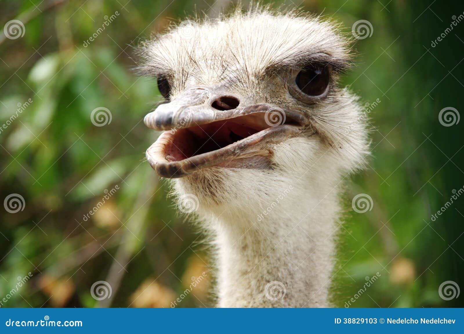 Struts fotografering för bildbyråer. Bild av natur, ägg - 38829103