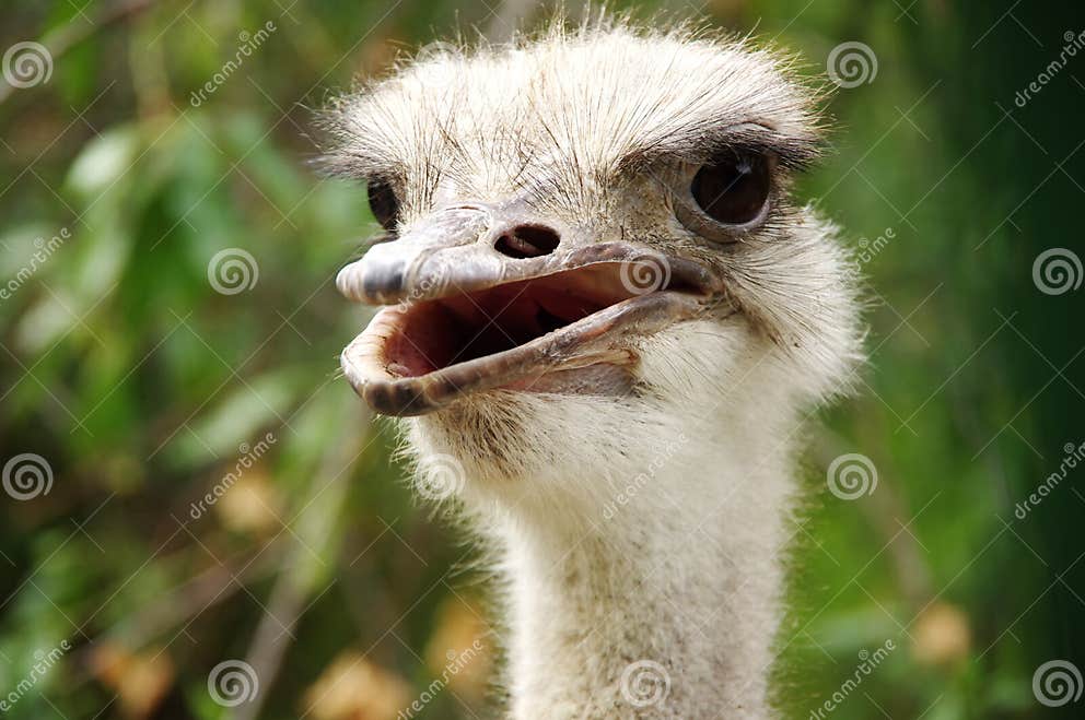 Struts fotografering för bildbyråer. Bild av natur, ägg - 38829103