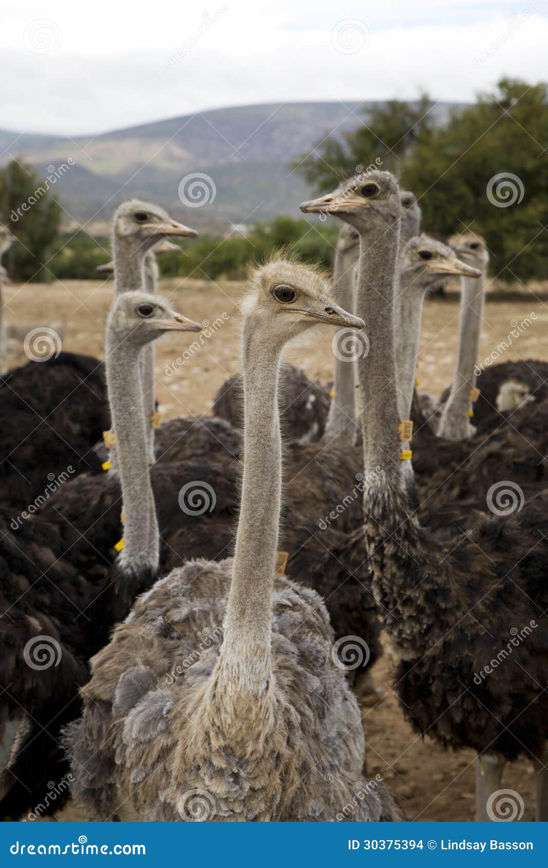 Strutsar arkivfoto. Bild av västra, utomhus, fjäder, natur - 30375394