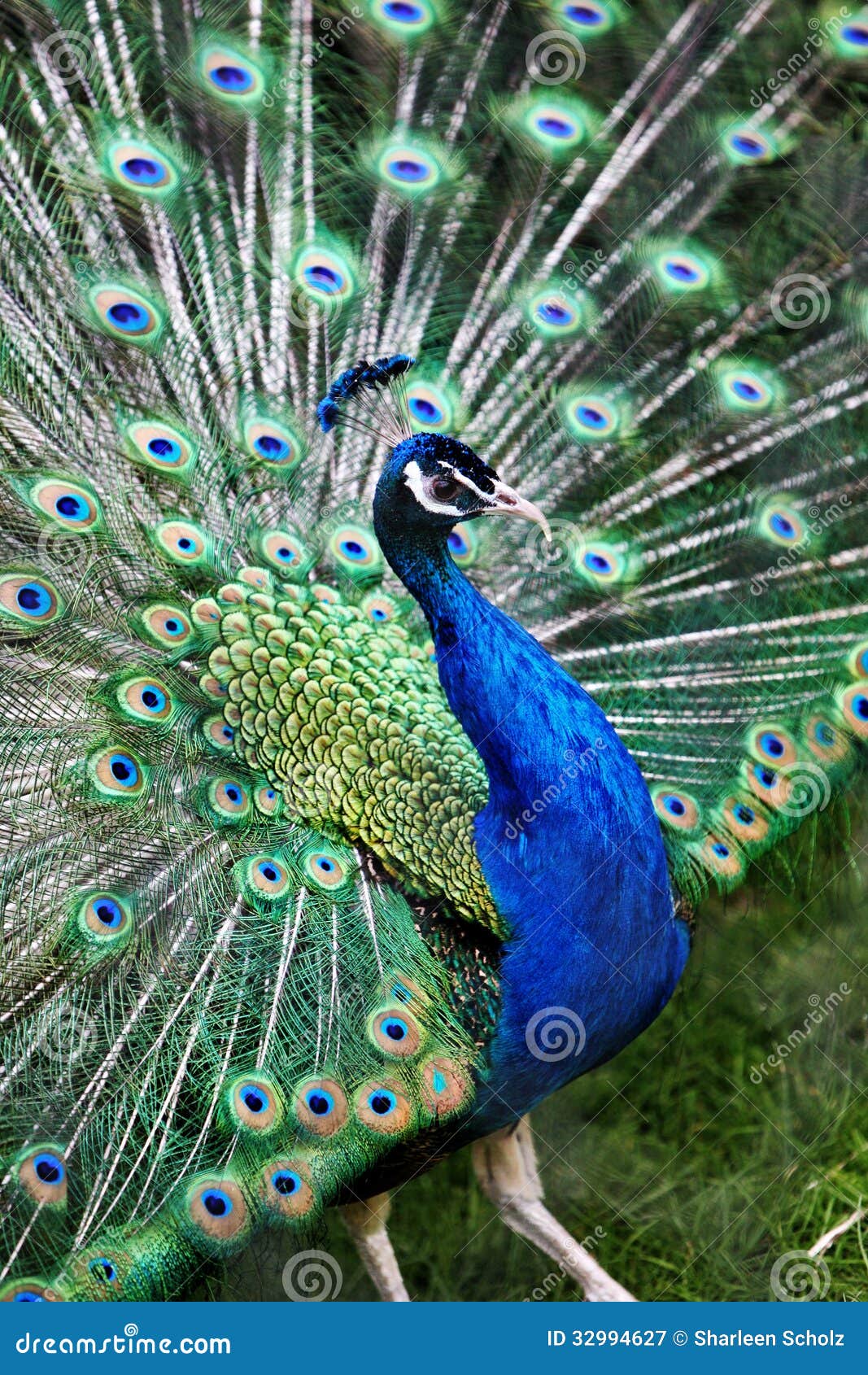 Strutter stock image. Image of feathers, wildlife, strutting - 32994627