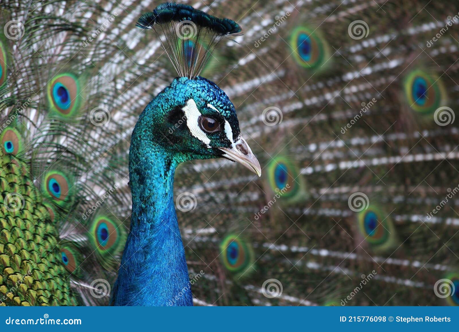 Strutting Around on the Farm Stock Photo - Image of attract, claws ...