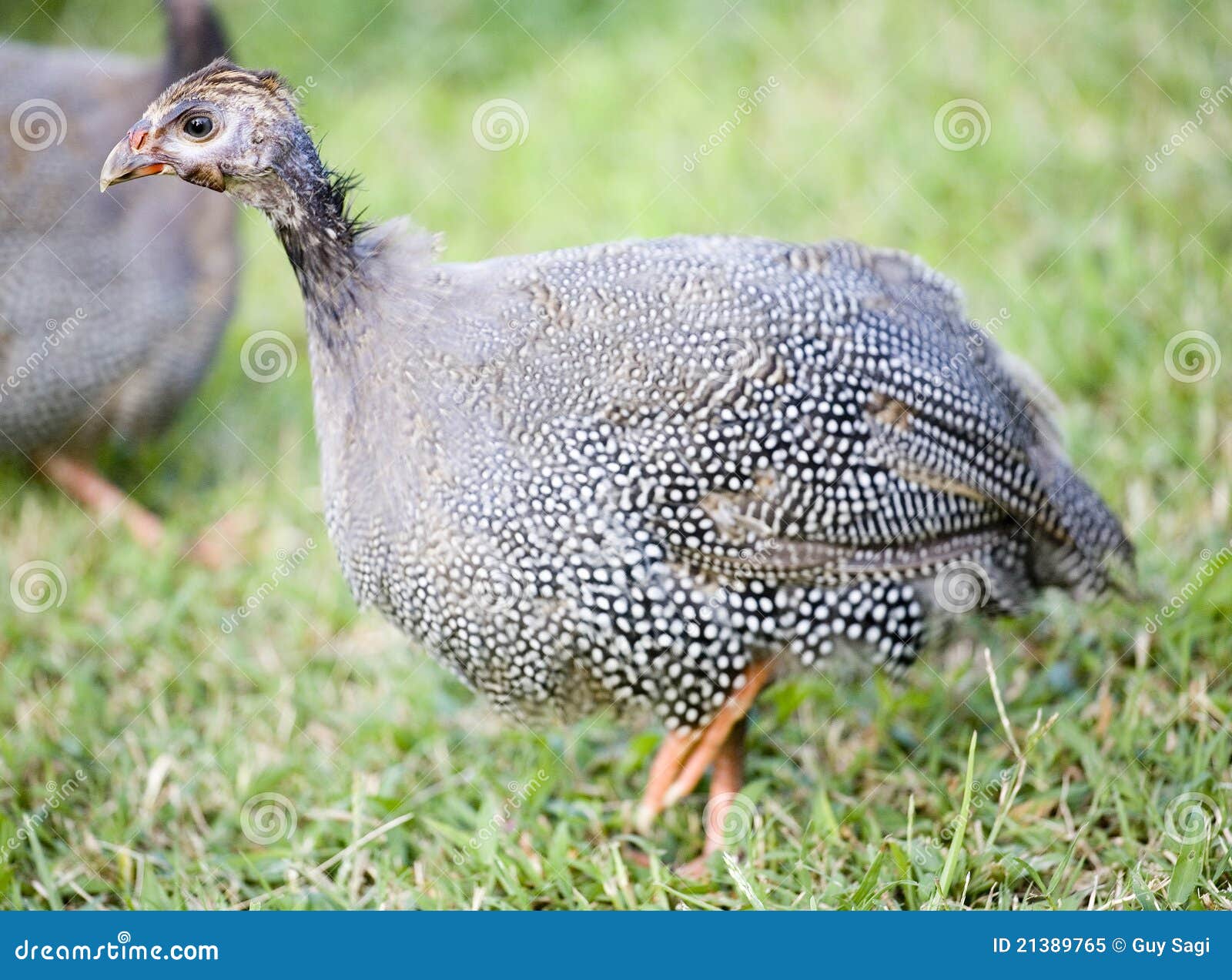 Strutting bird stock image. Image of white, strut, beak - 21389765
