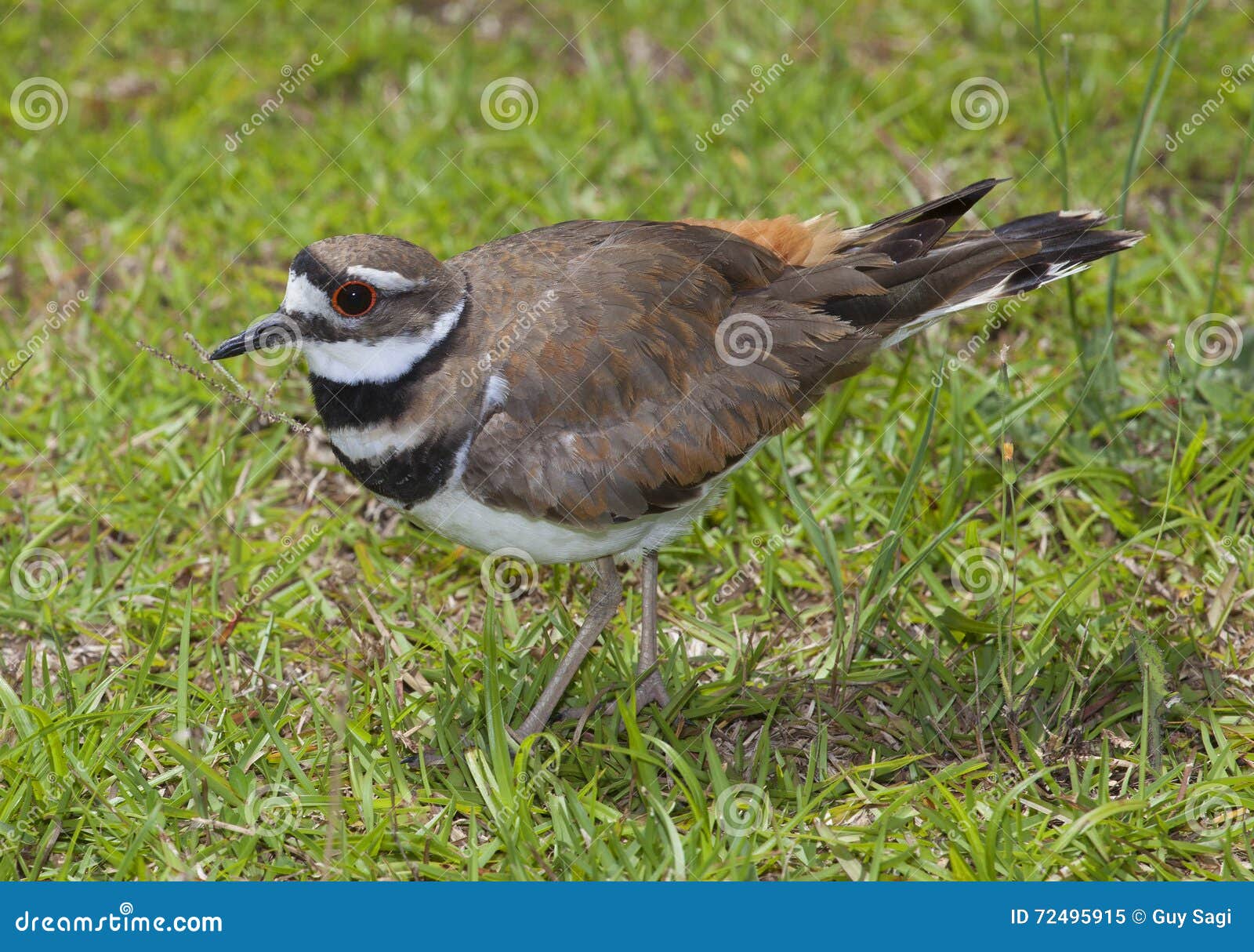 Strutting bird stock image. Image of grass, wildlife - 72495915