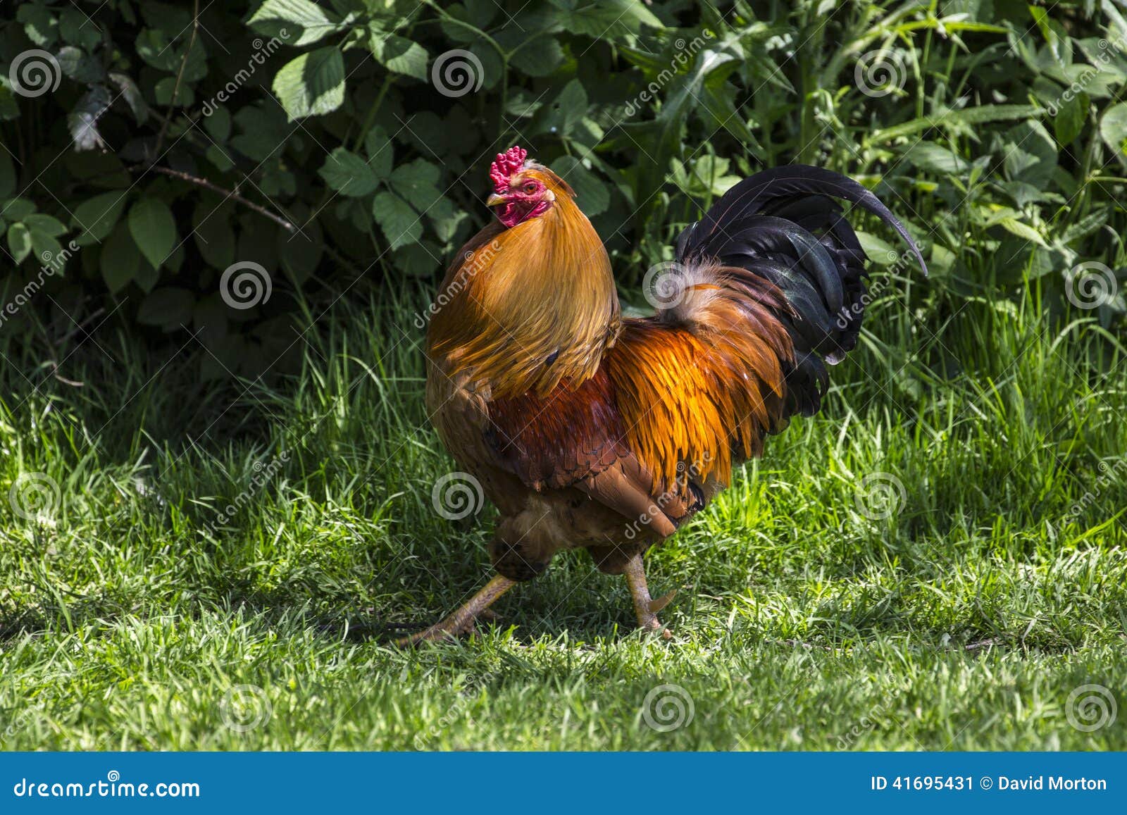 Strutting cockeral stock image. Image of chicken, crow - 41695431