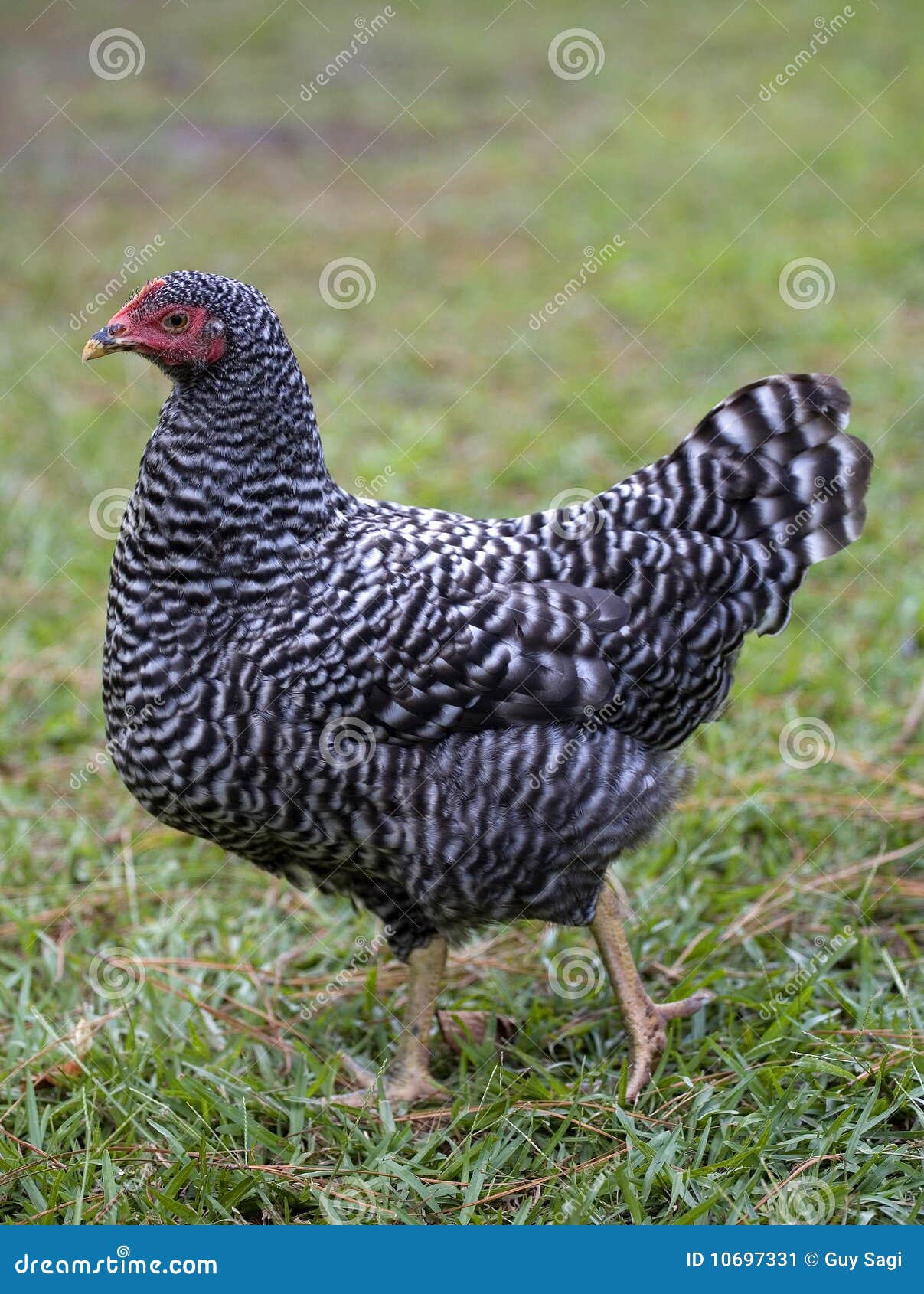 Strutting hen stock image. Image of eggs, poultry, farm - 10697331
