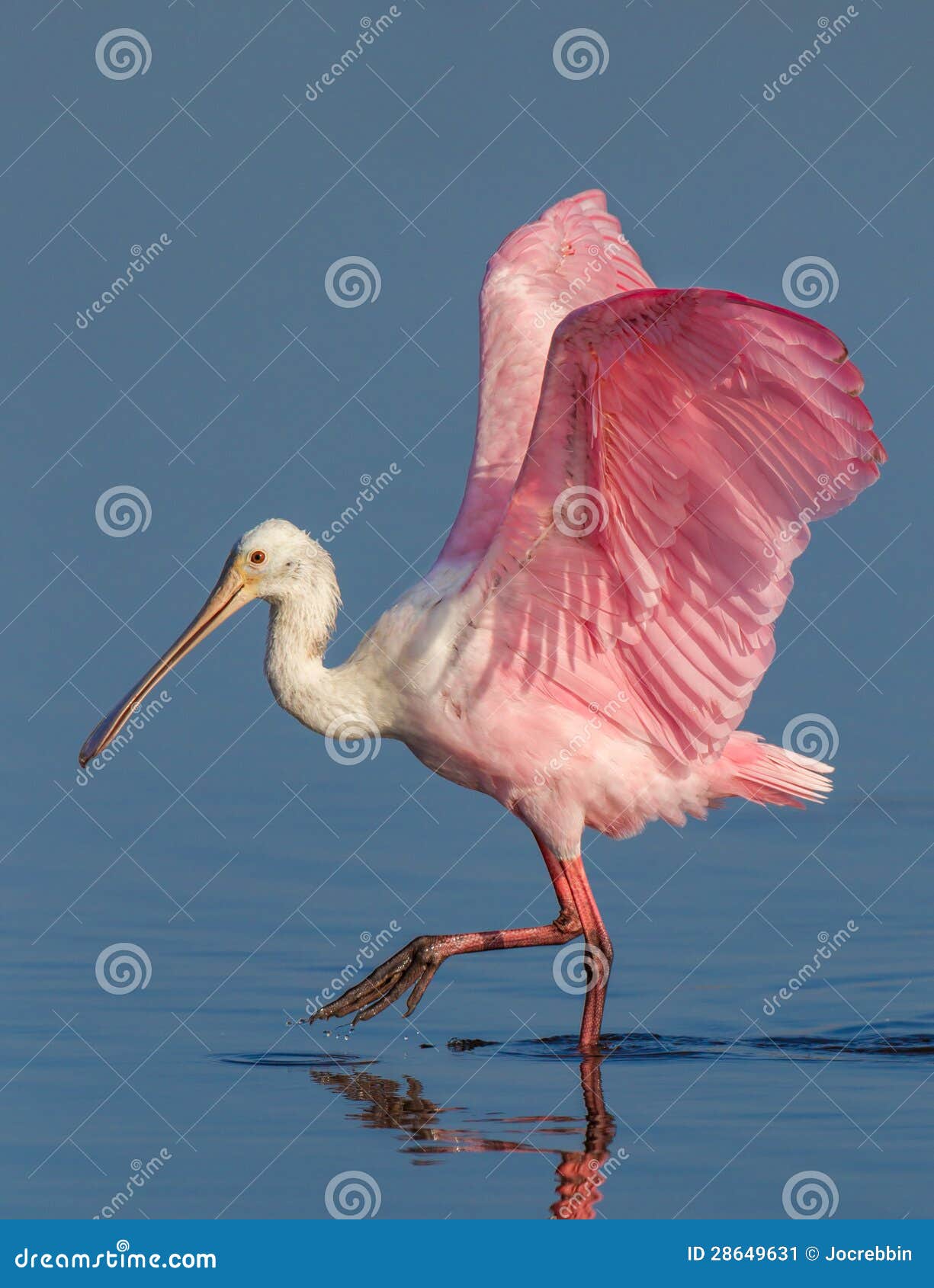 Roseate Spoonbill Feet Stock Photos - Free & Royalty-Free Stock Photos ...