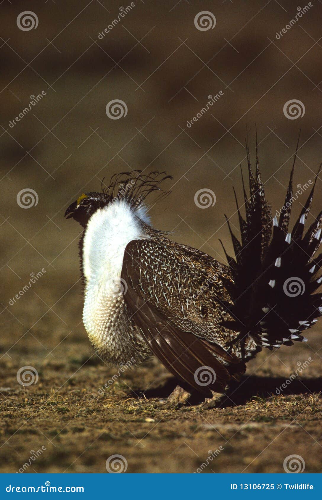 Strutting Sage Grouse stock image. Image of game, sage - 13106725