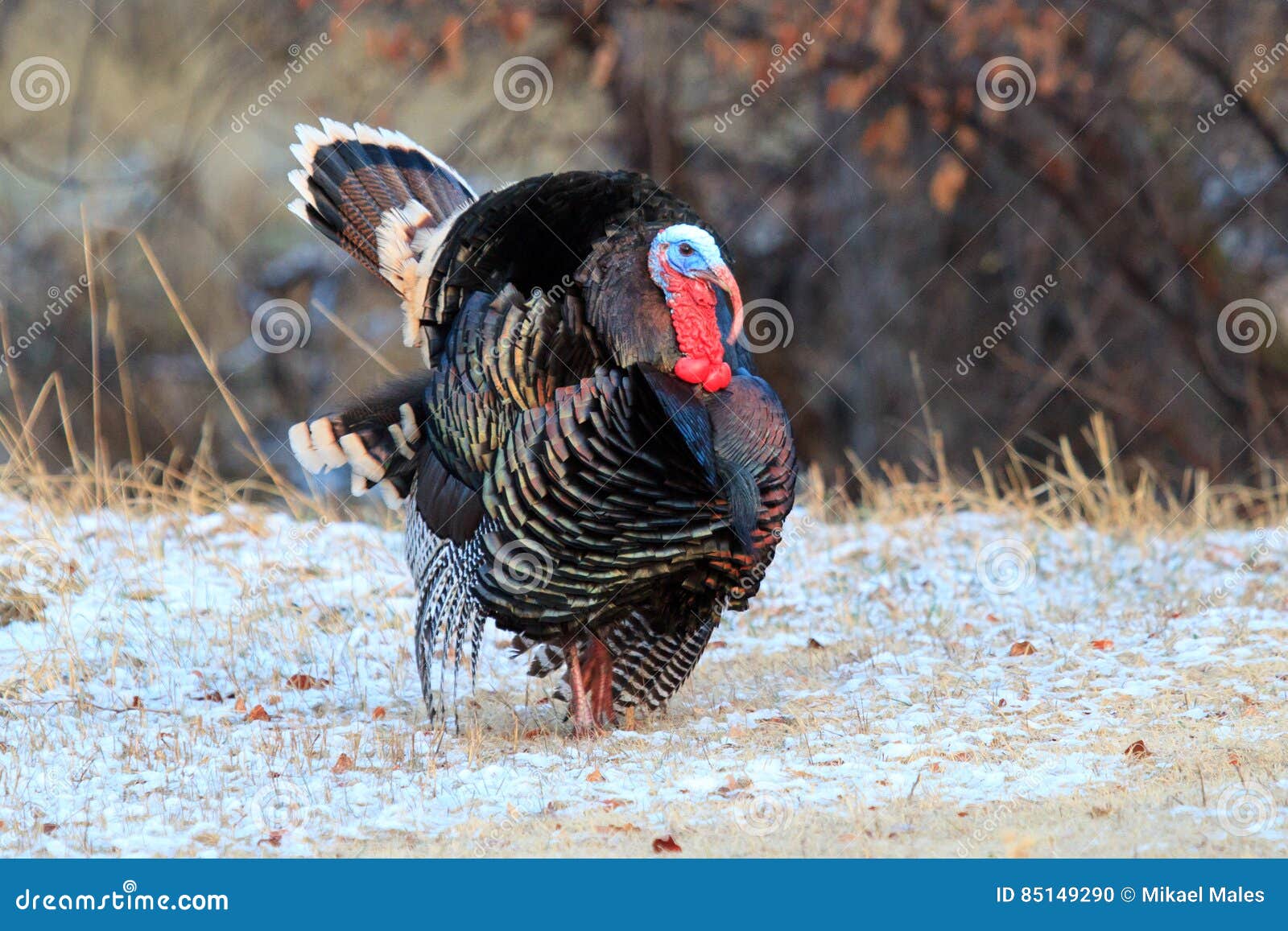 Strutting Tom Turkey in Snow Stock Photo - Image of busted, strutting ...