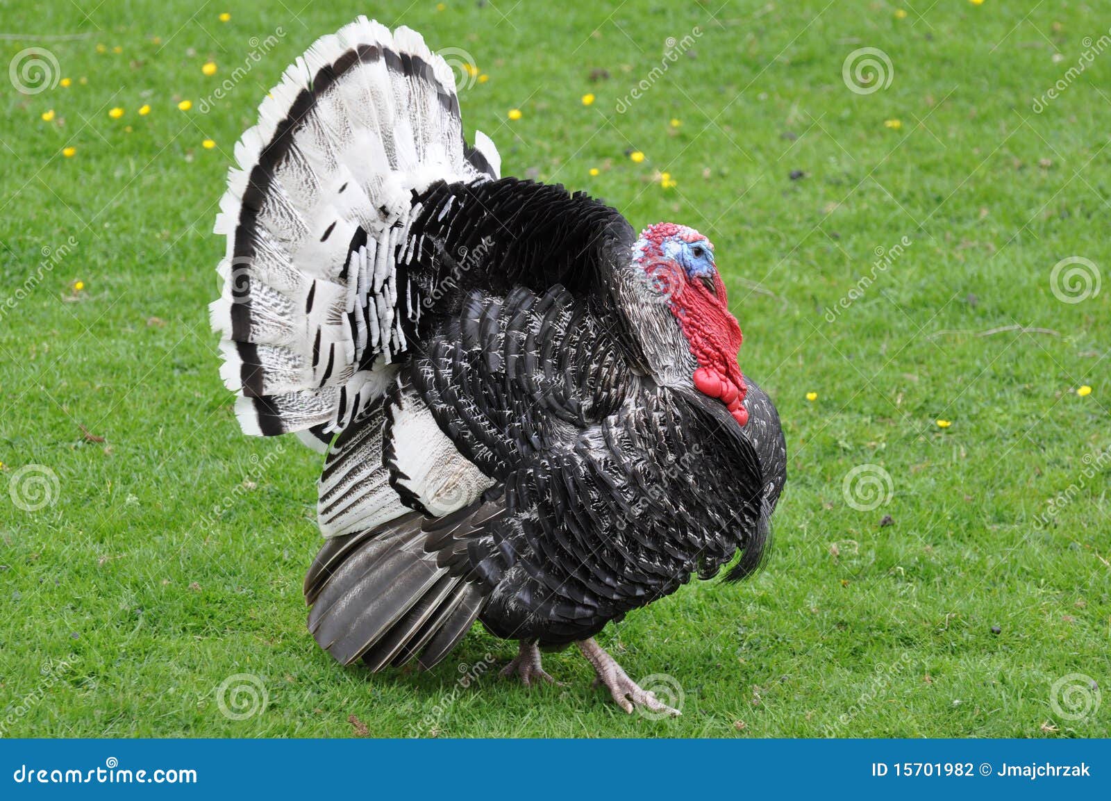 Strutting turkey stock photo. Image of feathers, animal - 15701982