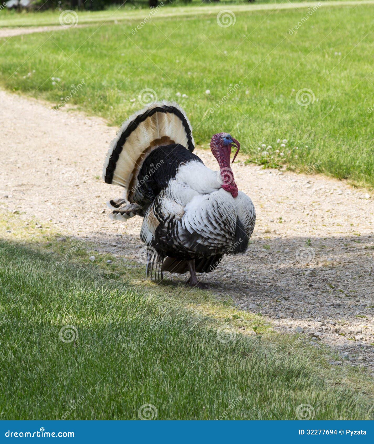 Strutting turkey stock photo. Image of animal, lean, season - 32277694