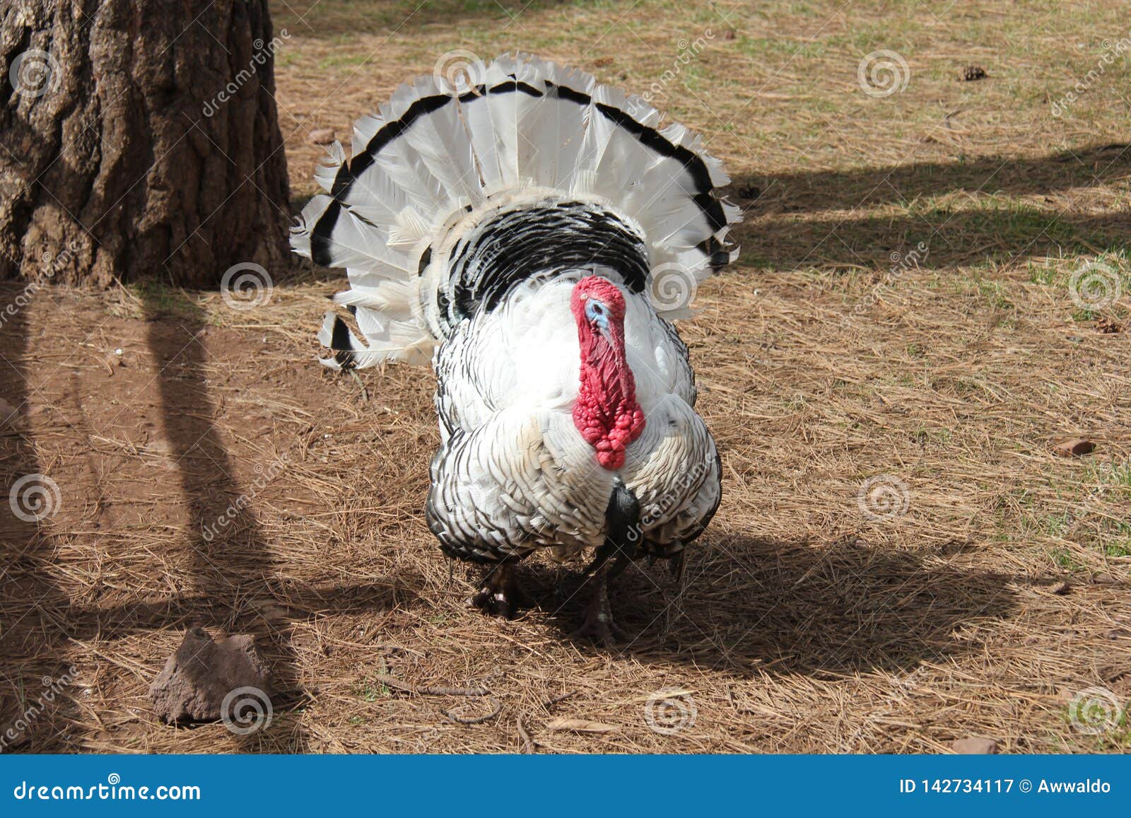 Strutting Turkey by tree stock image. Image of beard - 142734117