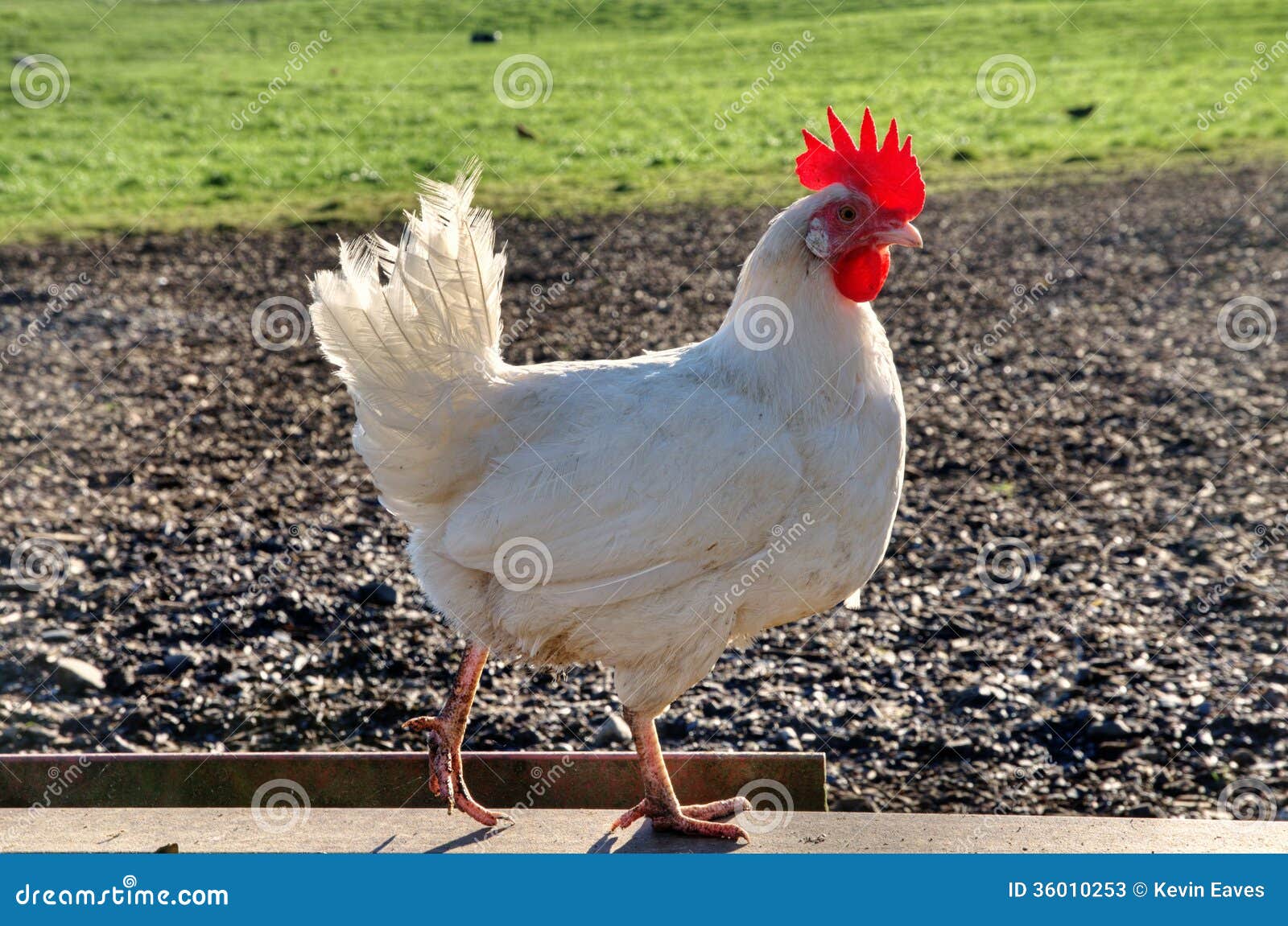 Strutting white chicken stock image. Image of rooster - 36010253