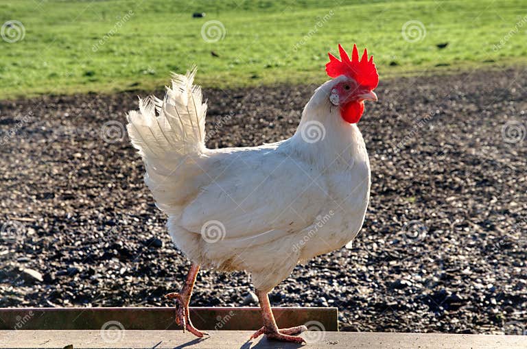 Strutting white chicken stock image. Image of rooster - 36010253