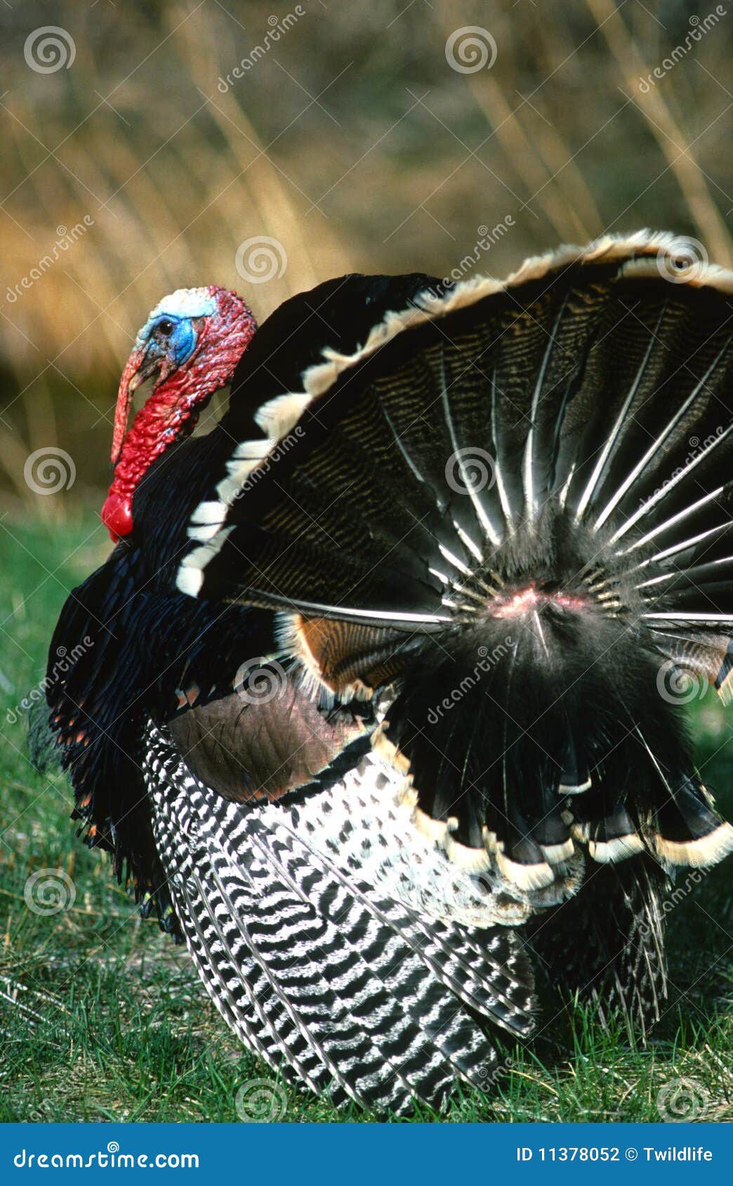 Strutting Wild Turkey stock photo. Image of gobbler, spring - 11378052