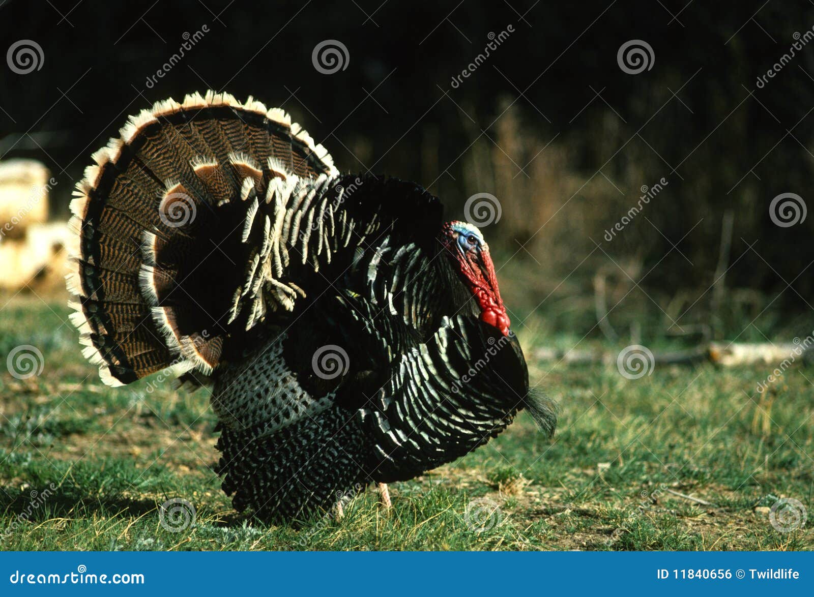 Strutting Wild Turkey stock photo. Image of holiday, display - 11840656