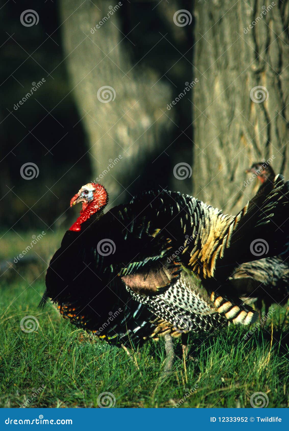 Strutting Wild Turkey stock photo. Image of turkey, nature - 12333952