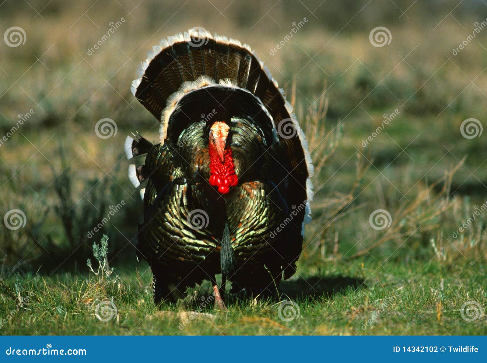 Strutting Wild Turkey stock photo. Image of display, bird - 14342102