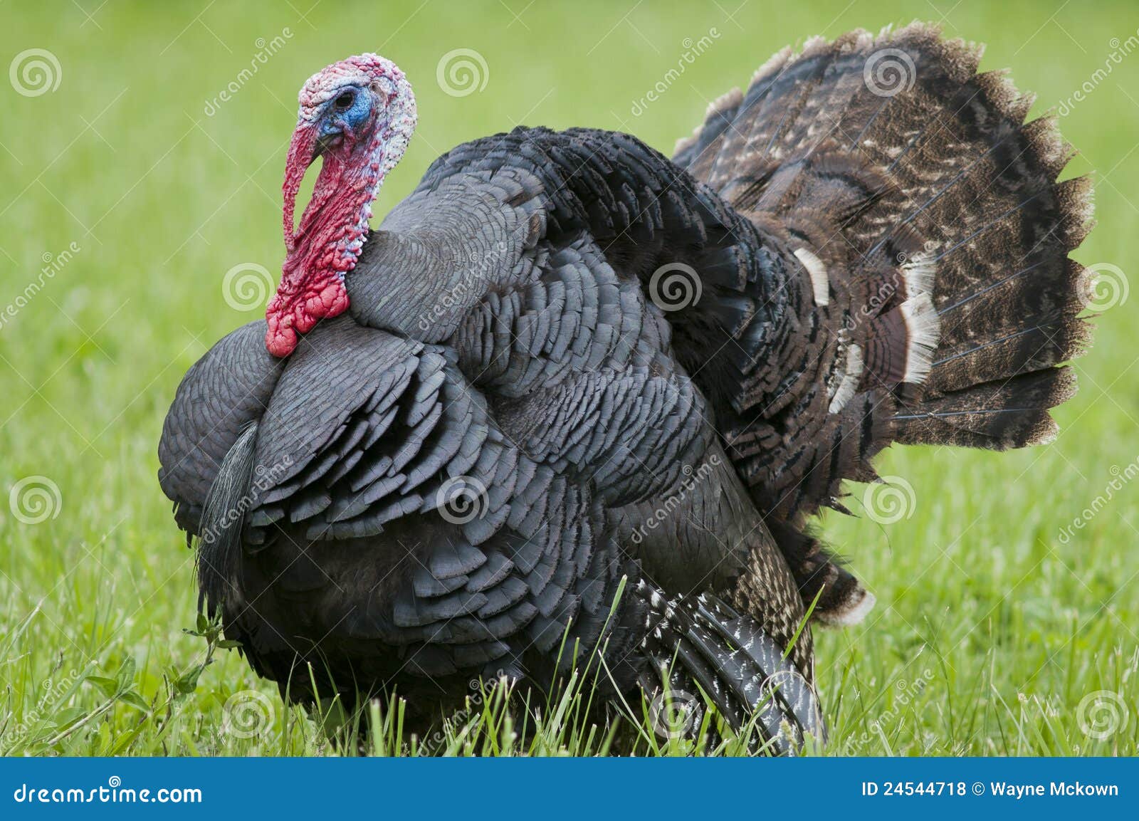 Strutting wild turkey stock photo. Image of gobbler, forest - 24544718