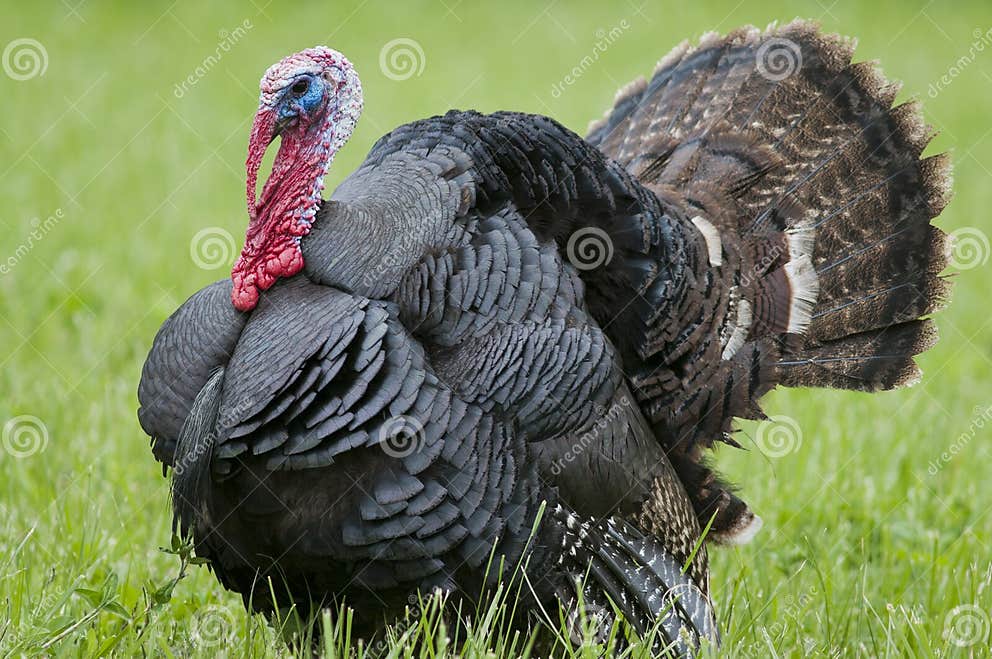 Strutting wild turkey stock photo. Image of gobbler, forest - 24544718