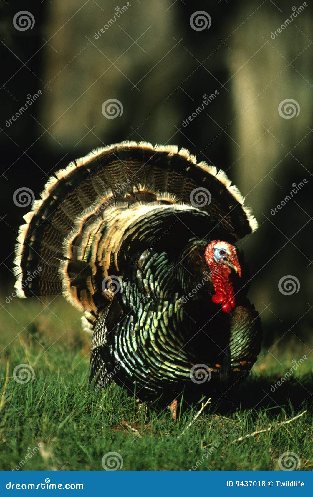 Strutting Wild Turkey stock photo. Image of wildlife, outdoors - 9437018