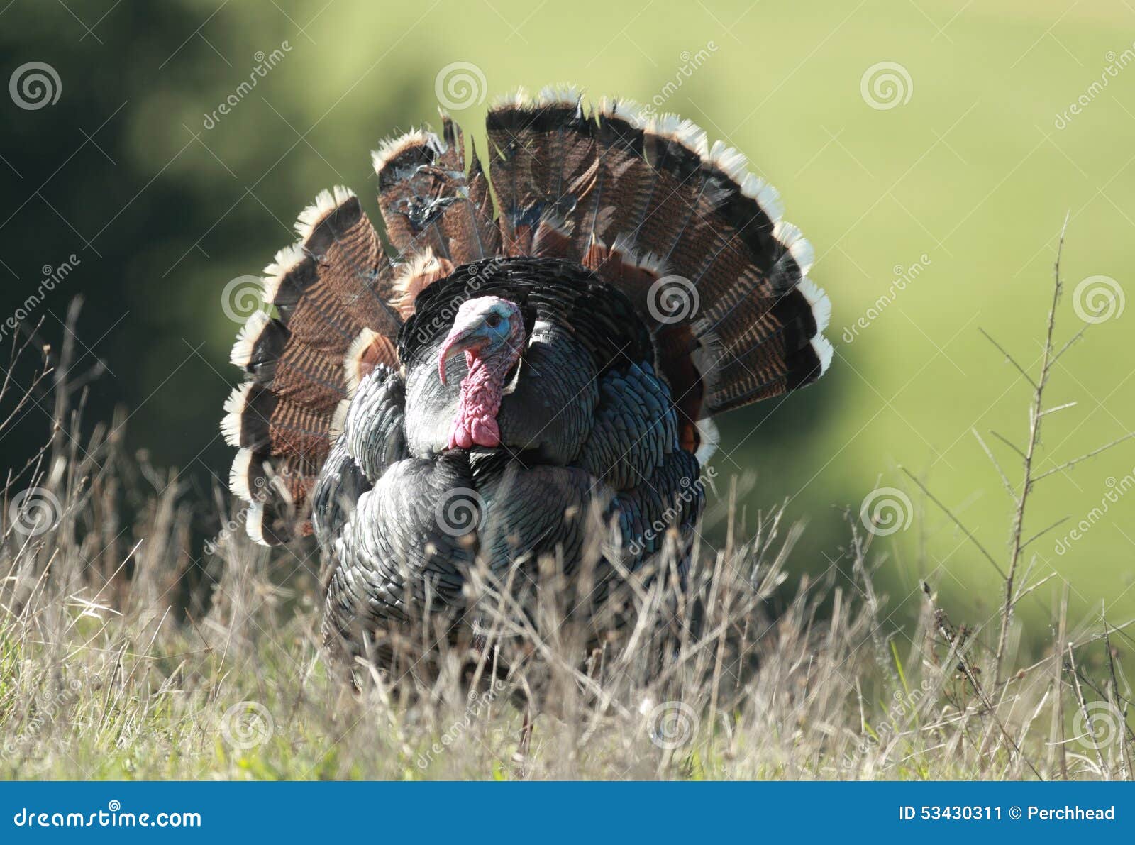 Strutting Wild Turkey stock image. Image of ready, idaho - 53430311