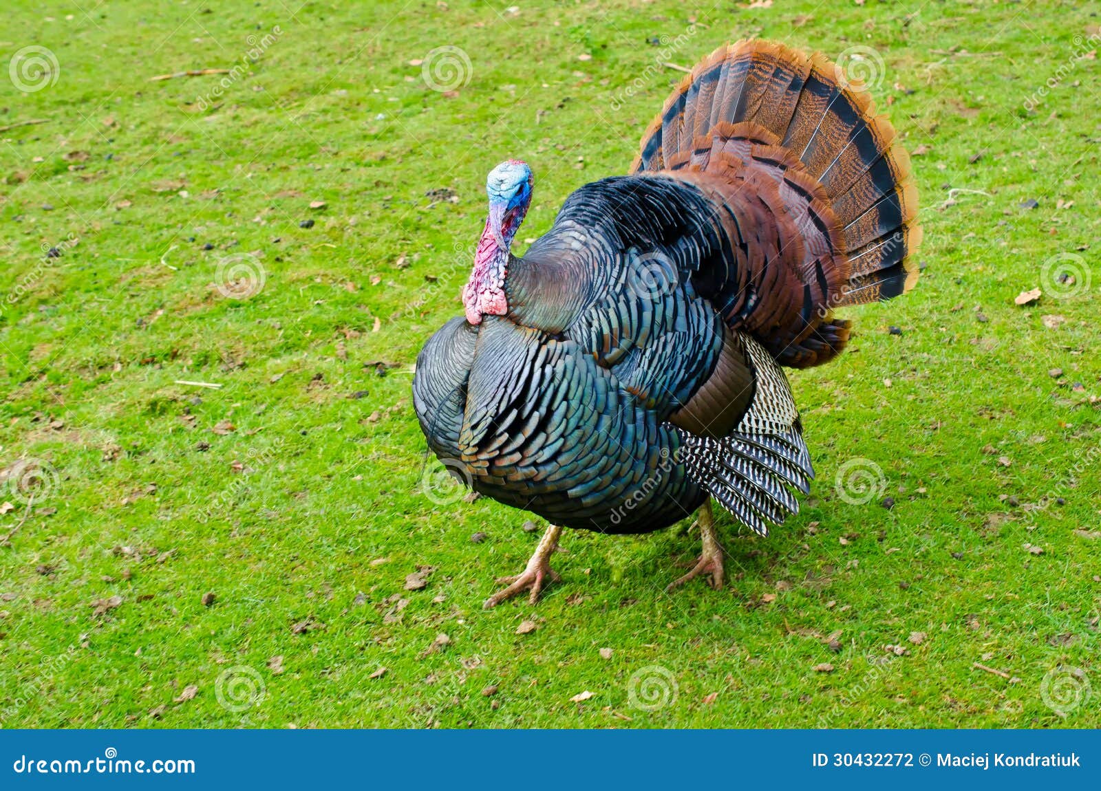 Strutting wild turkey stock photo. Image of springtime - 30432272