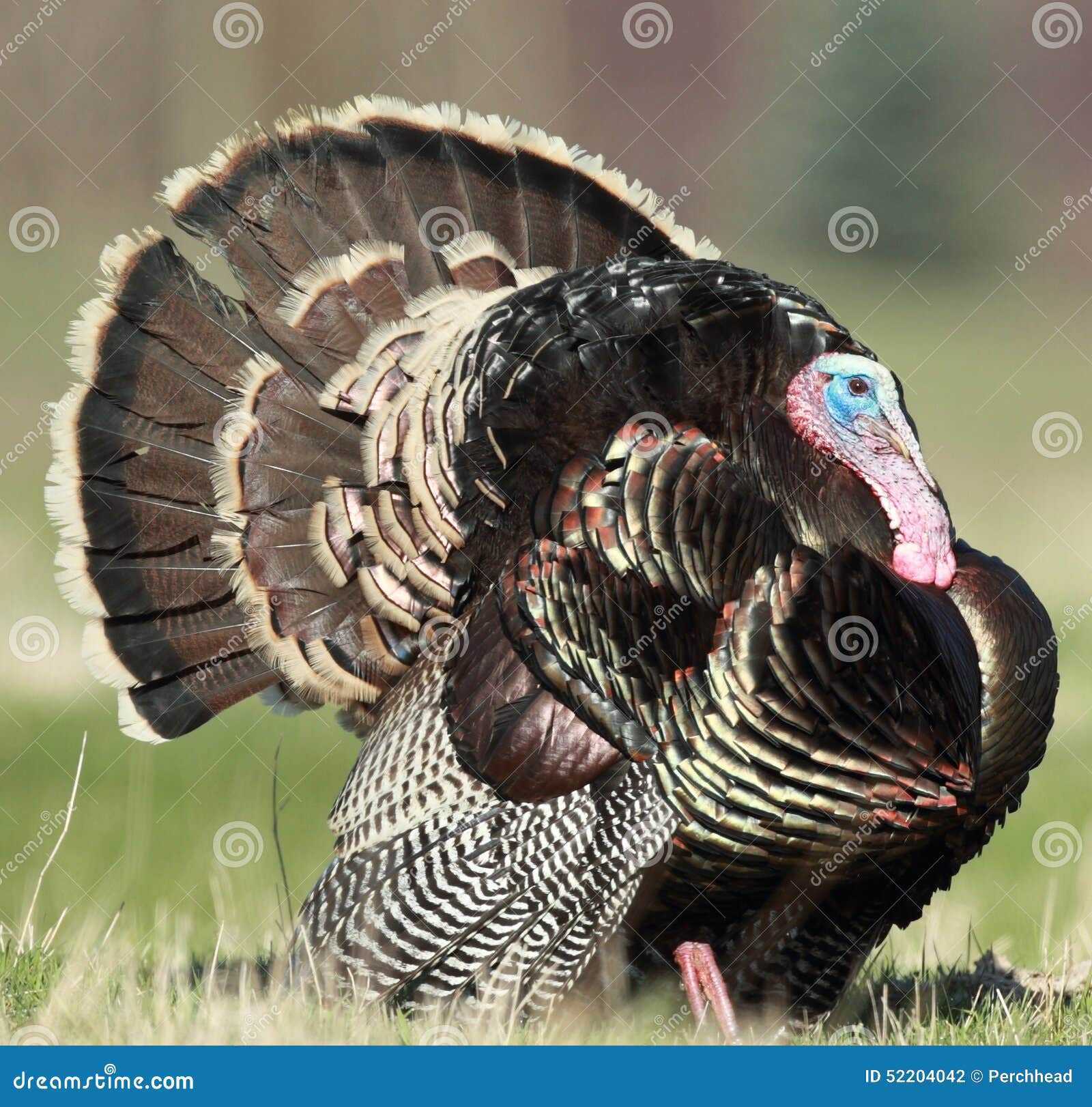 Strutting Wild Turkey stock photo. Image of wild, bird - 52204042