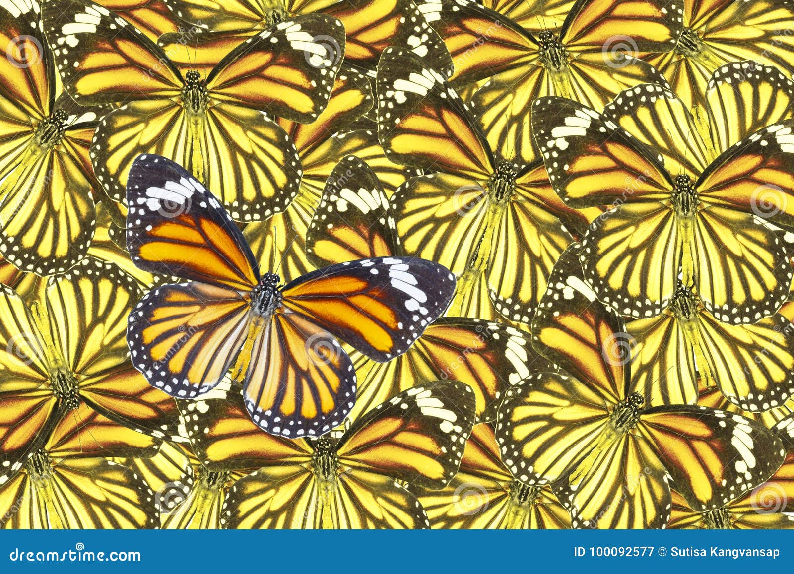 Struttura Dalla Farfalla Comune Della Tigre Immagine Stock - Immagine ...